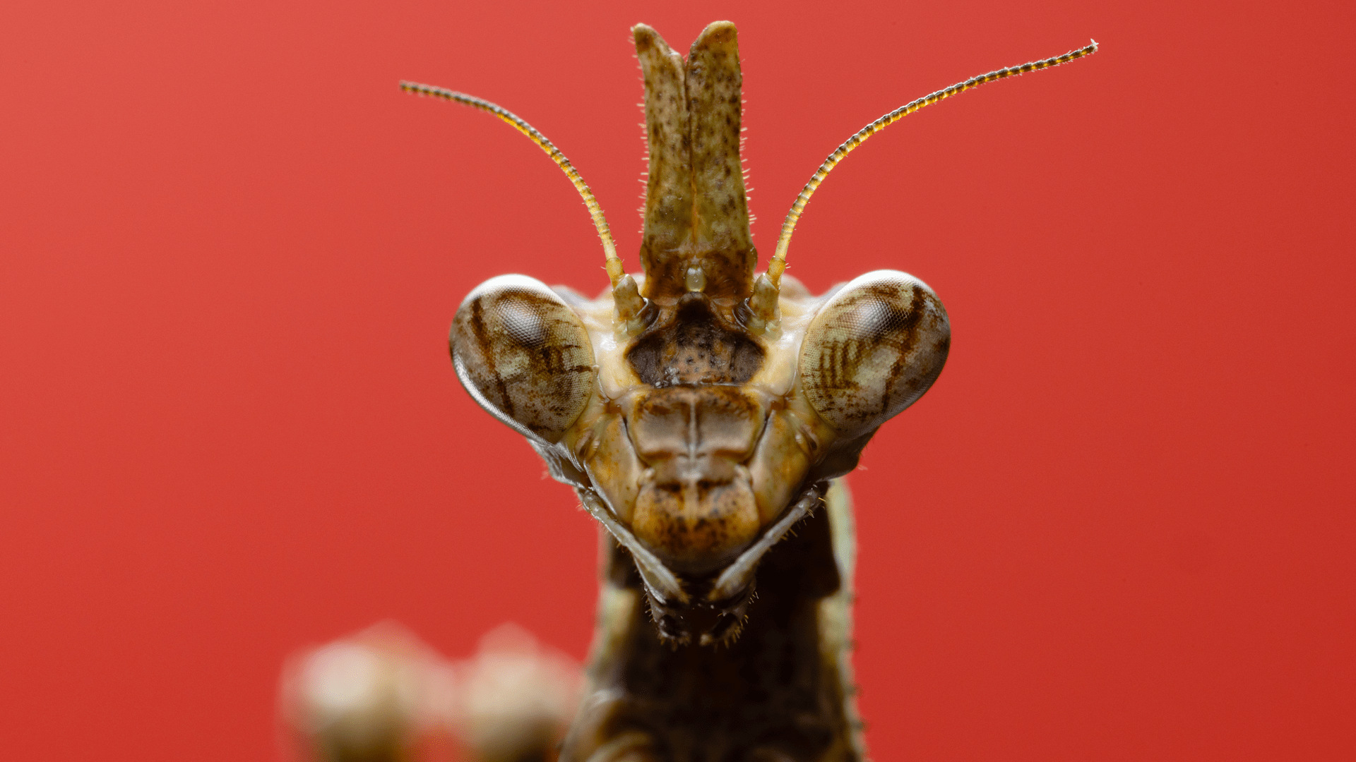 Watch A Real Bug's Life Episode 3 on Disney+ South Africa | English ...