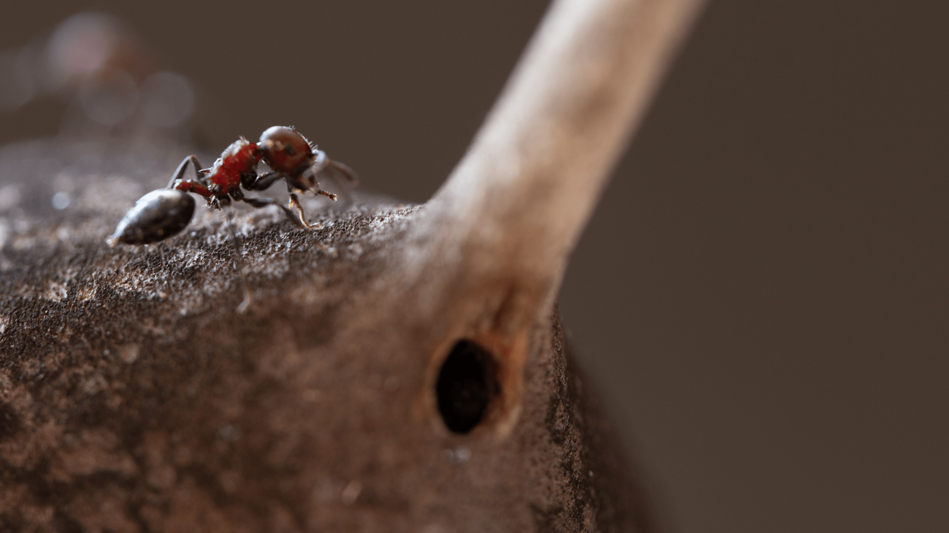 Watch A Real Bug's Life S1 Episode 4 on Disney+ Algeria | English ...