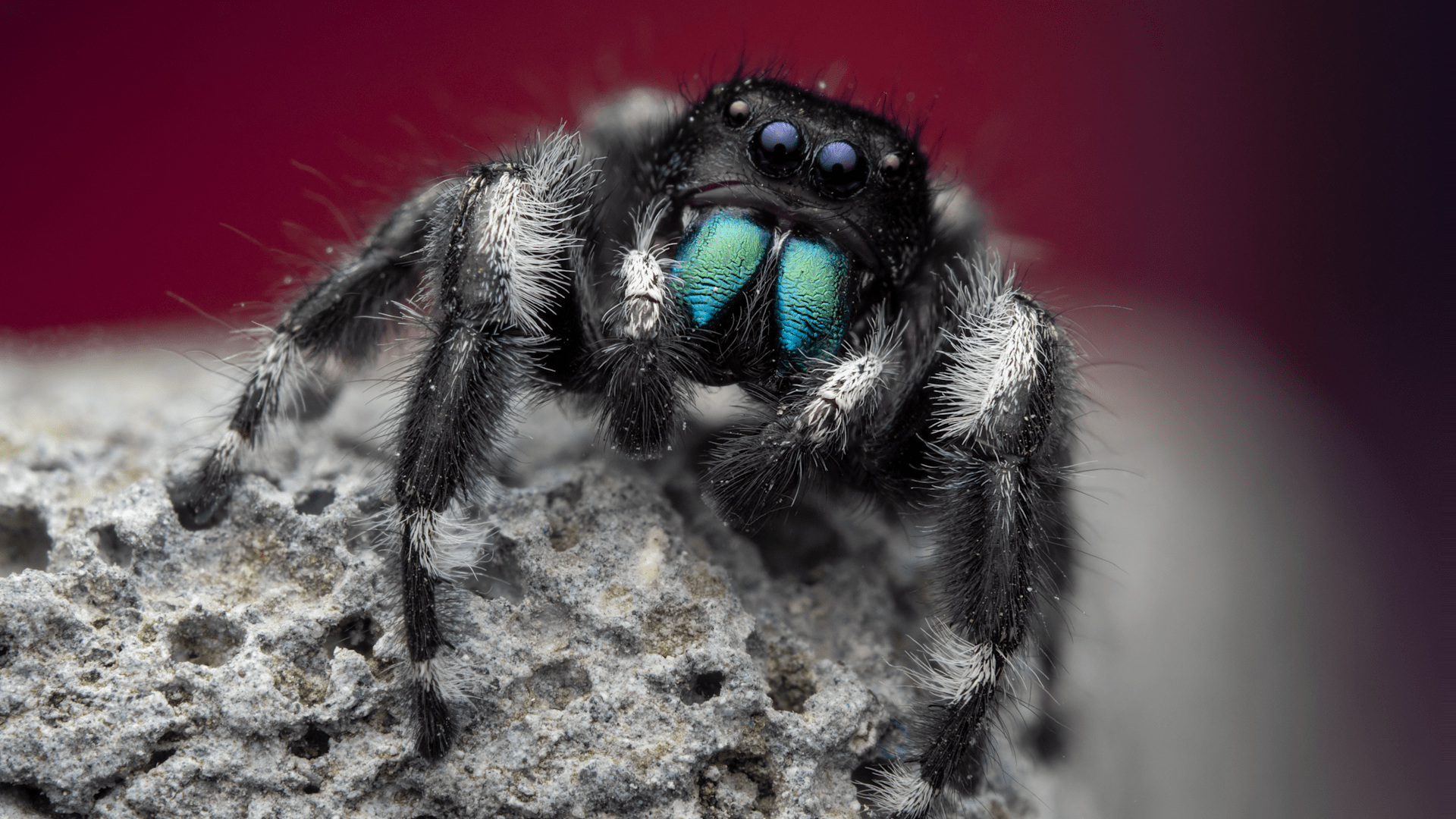 Watch A Real Bug's Life Episode 1 on Disney+ South Africa | English ...