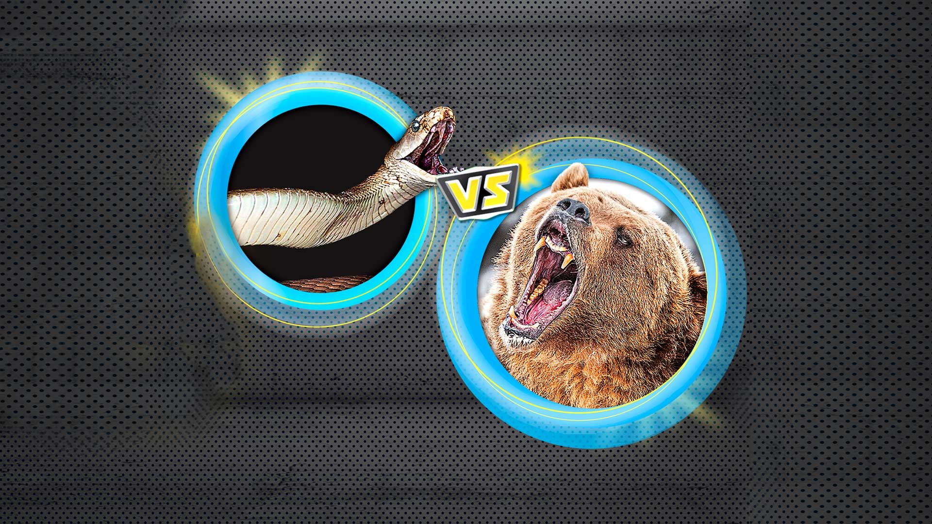 Animal Showdown, Documentary TV Series - Nonton Semua Episode Terbaru ...