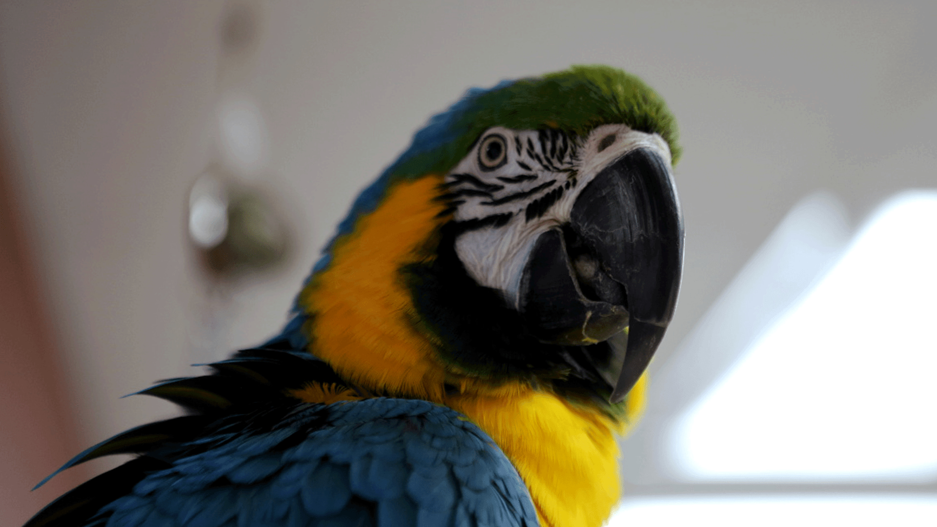 Watch Dr. K's Exotic Animal ER S8 Episode 1 on Disney+