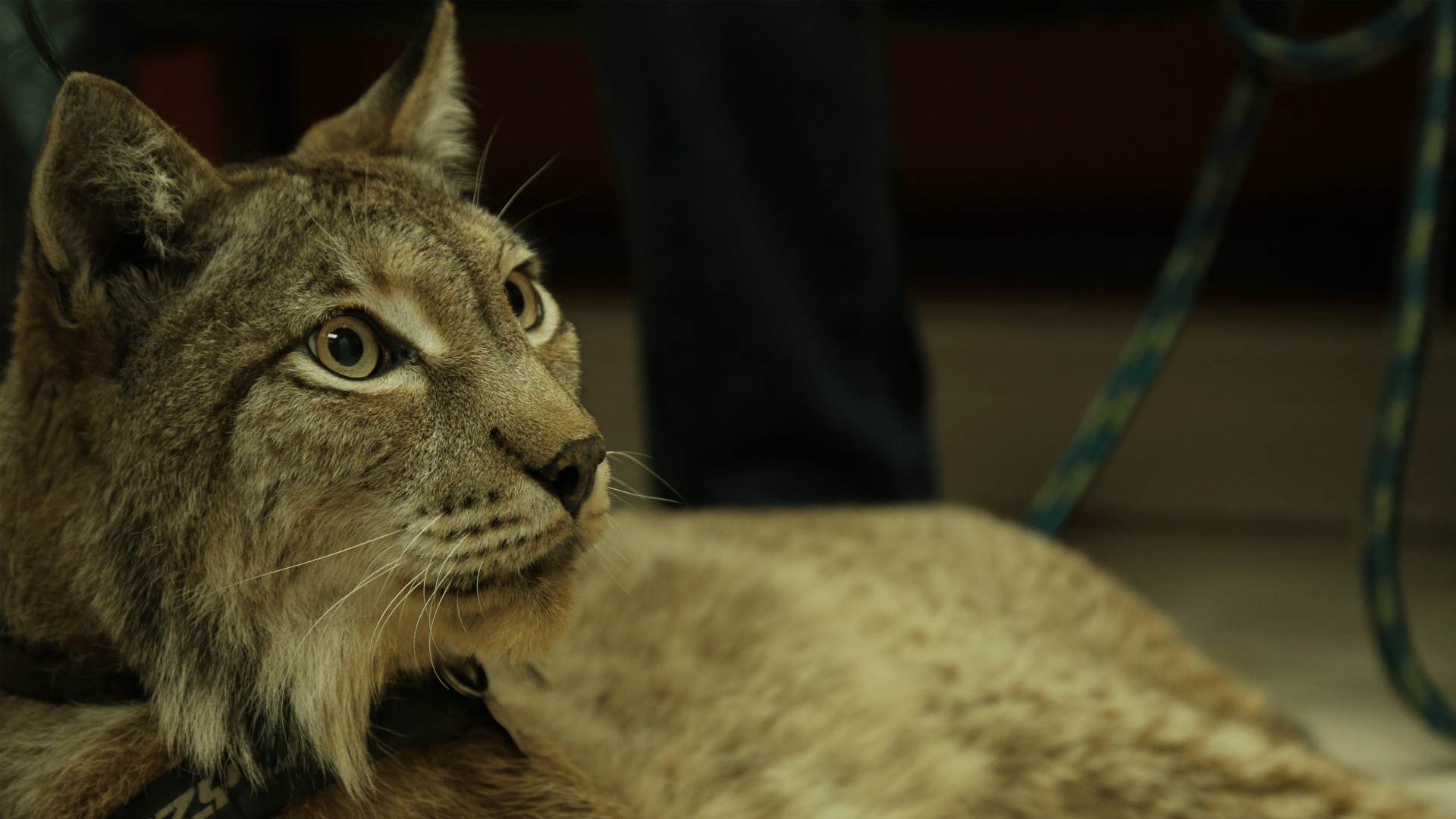 Watch Dr. K's Exotic Animal ER Episode 1 on Disney+ South Africa ...