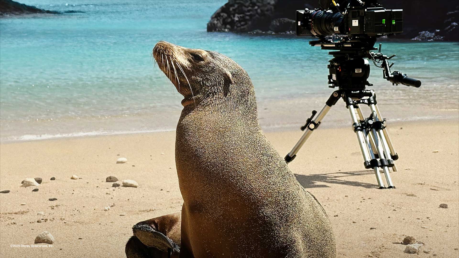 Watch Guardians of the Galapagos - Disney+ South Africa | English Movie