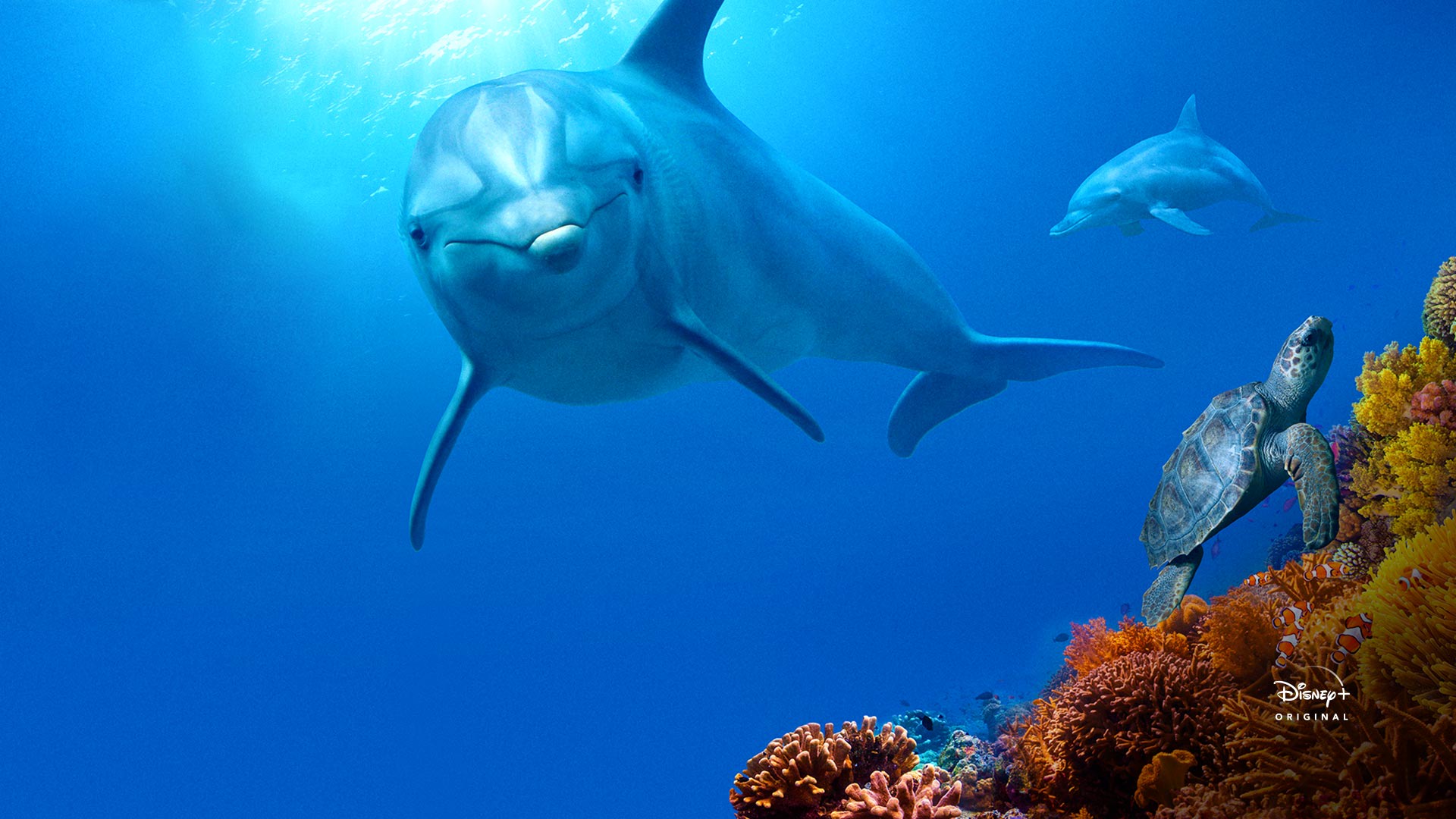 Disneynature: Dolphin Reef full movie. Kids Wildlife film di Disney+ ...