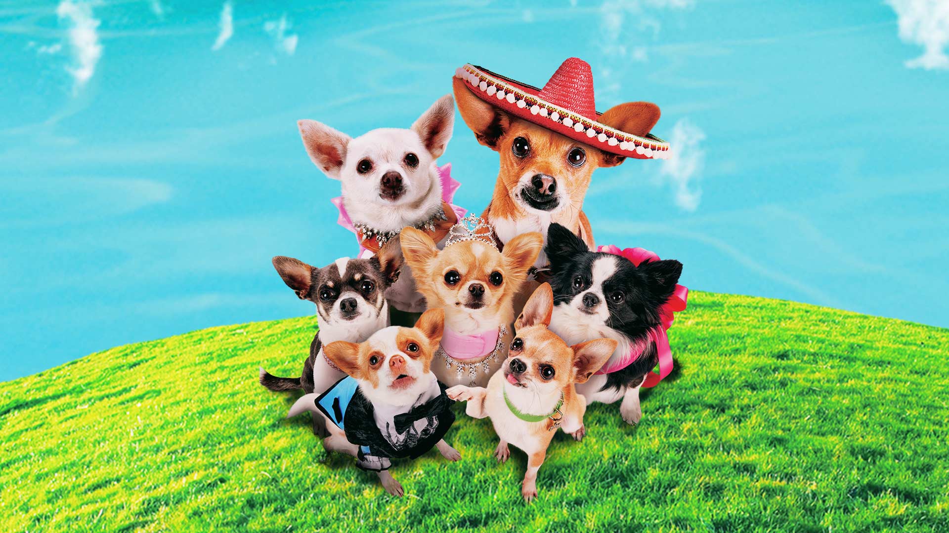 Beverly Hills Chihuahua 3: Viva La Fiesta! - Disney+