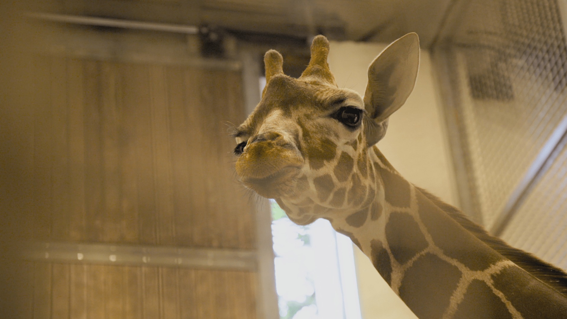 Secrets of the Zoo: North Carolina - Disney+