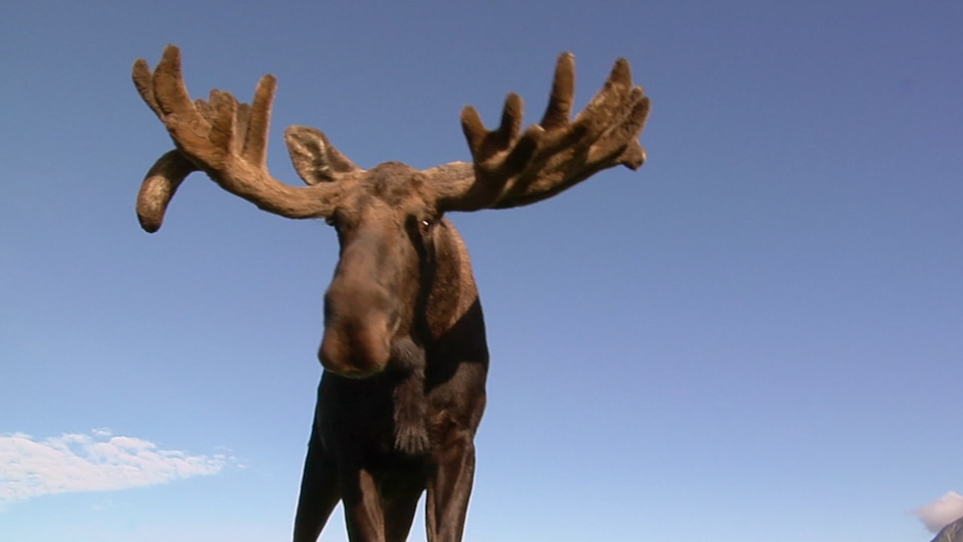 Nonton Moose Mayhem Season 1 Episode 8 - Moose Mayhem di Disney+
