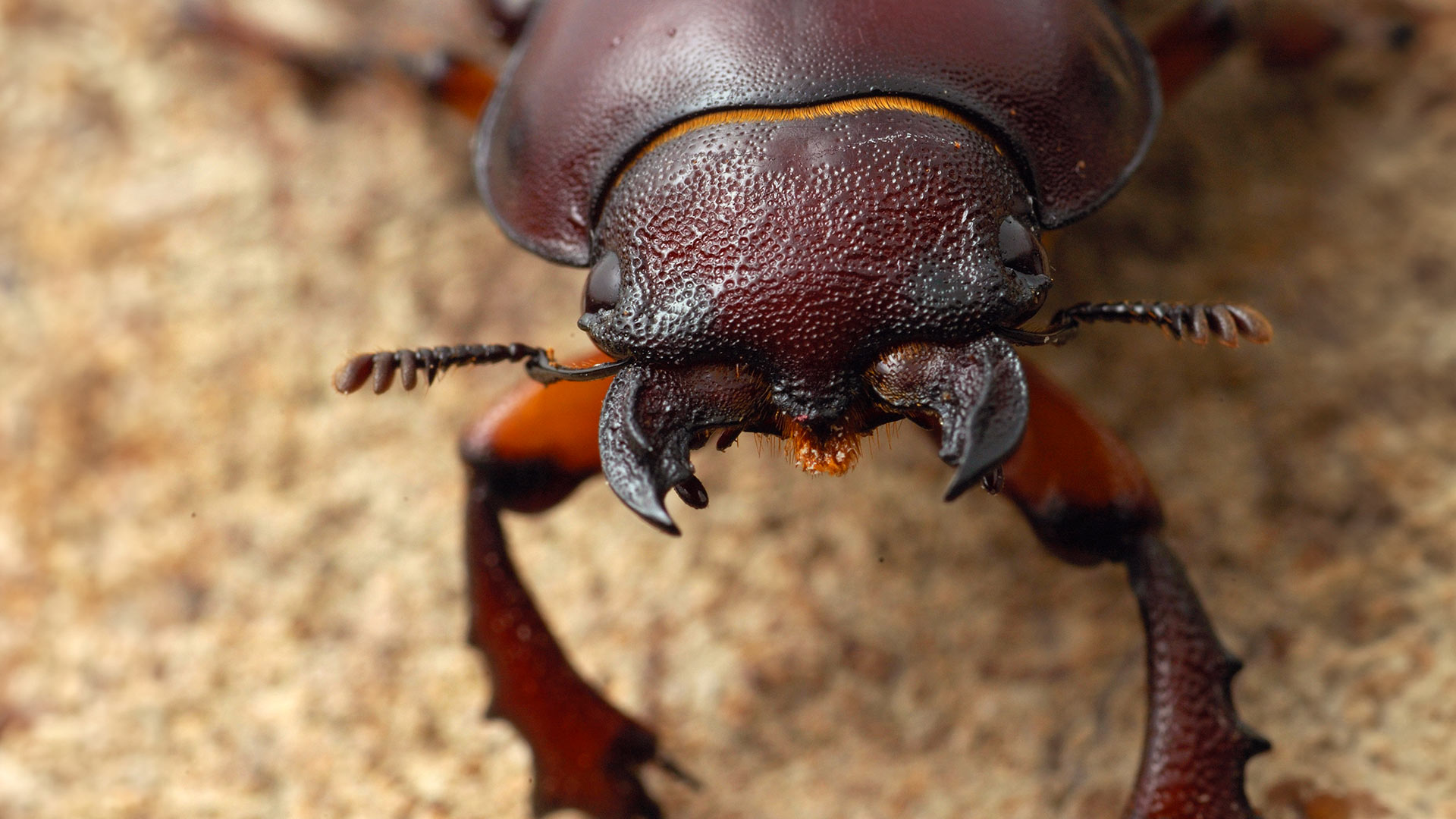 Nonton Love in the Forest Season 2 Episode 1 - Love in the Forest di ...