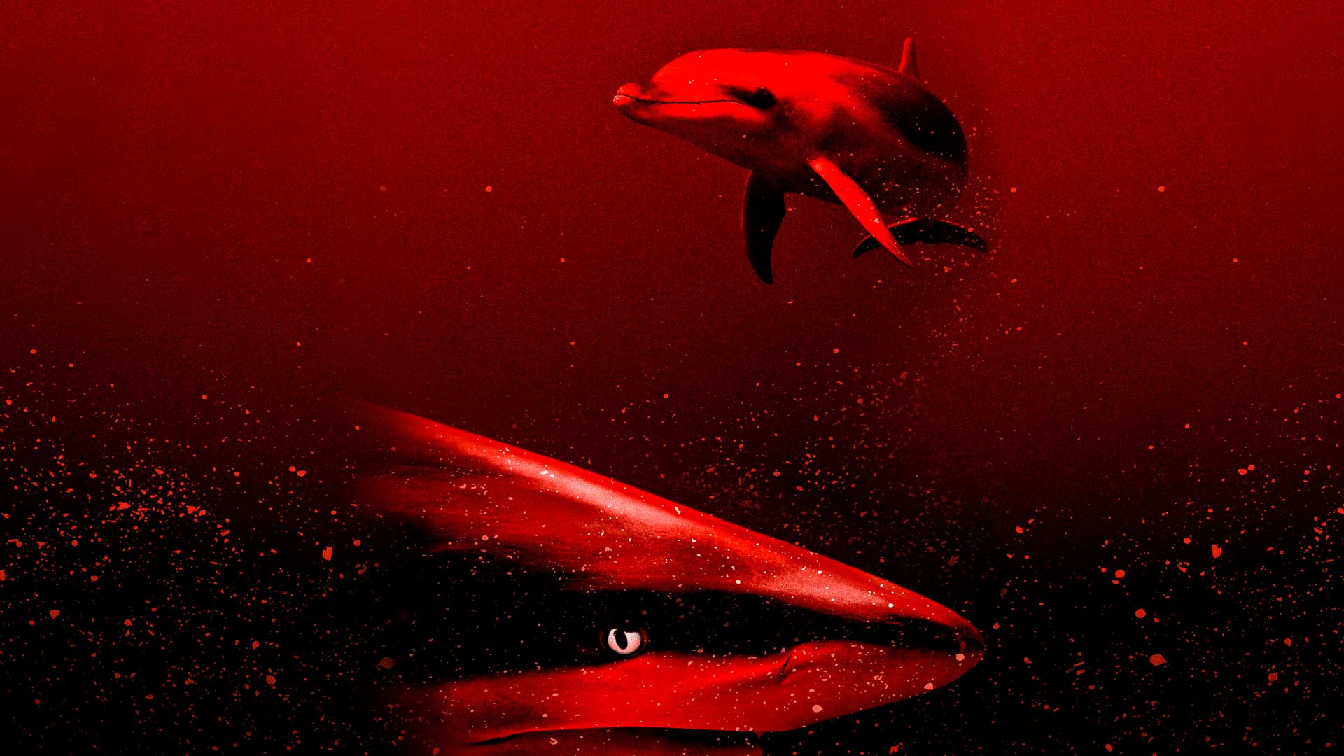 Watch Sharks vs. Dolphins: Blood Battle - Disney+ South Africa ...