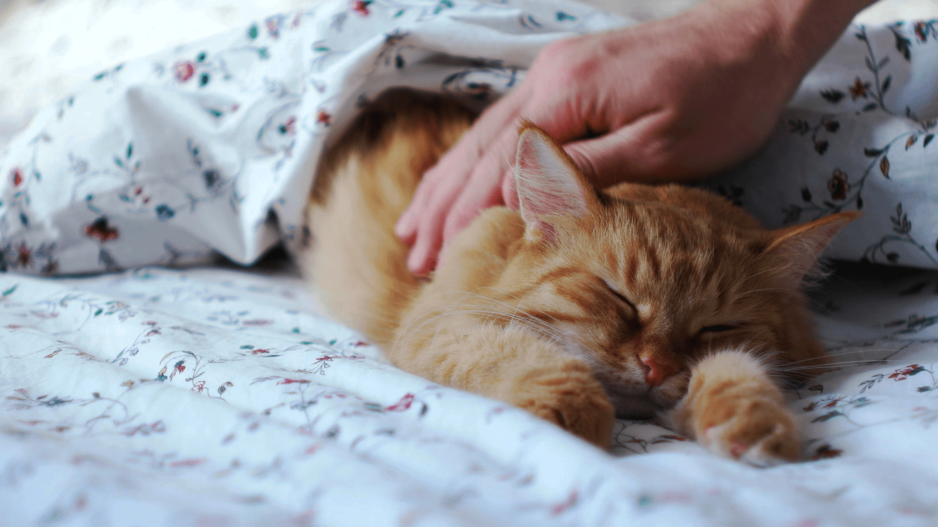 Watch Animal Showdown S1 Episode 4 on Disney+