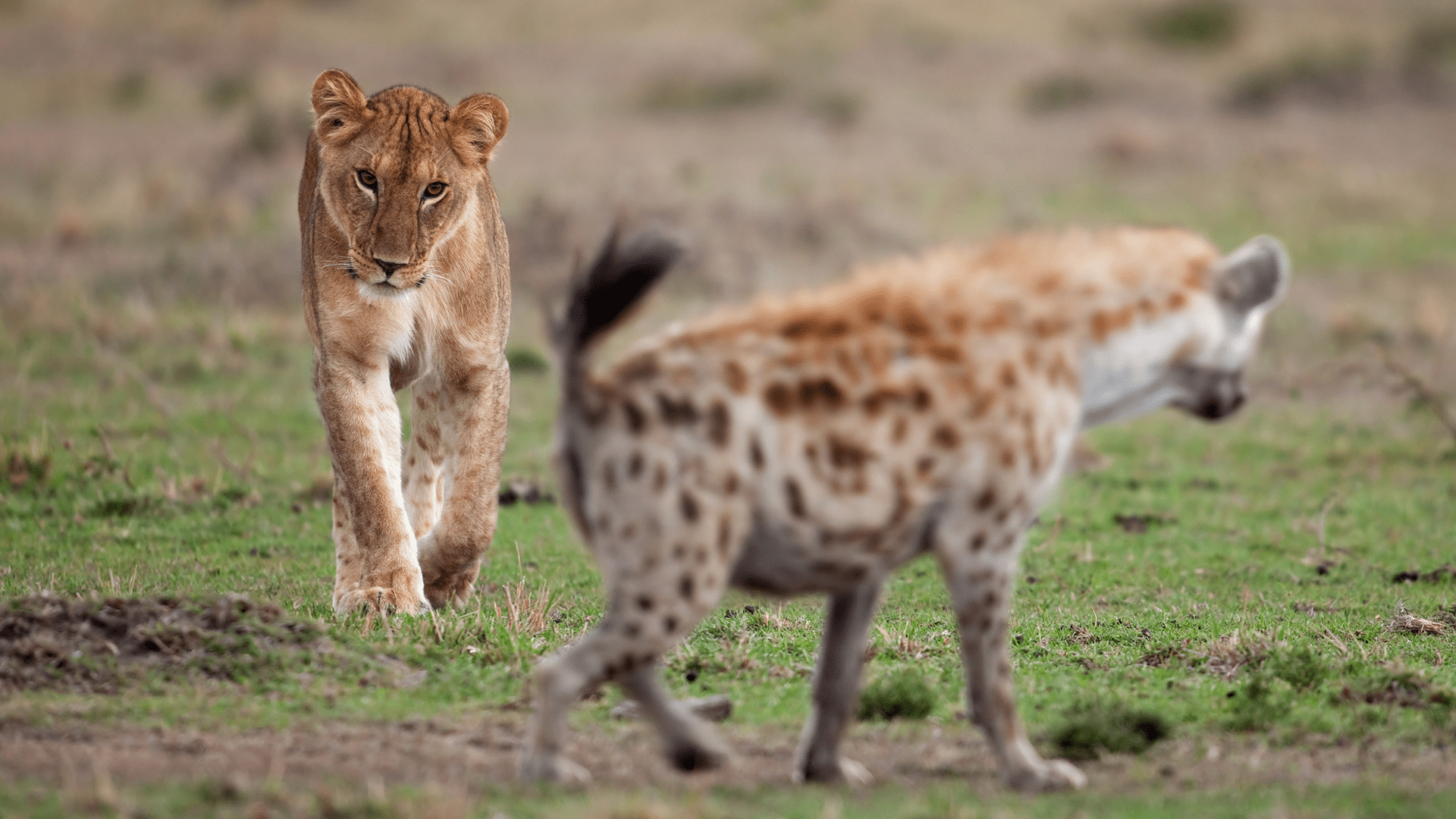 Watch Deadly Instincts S1 Episode 6 on Disney+