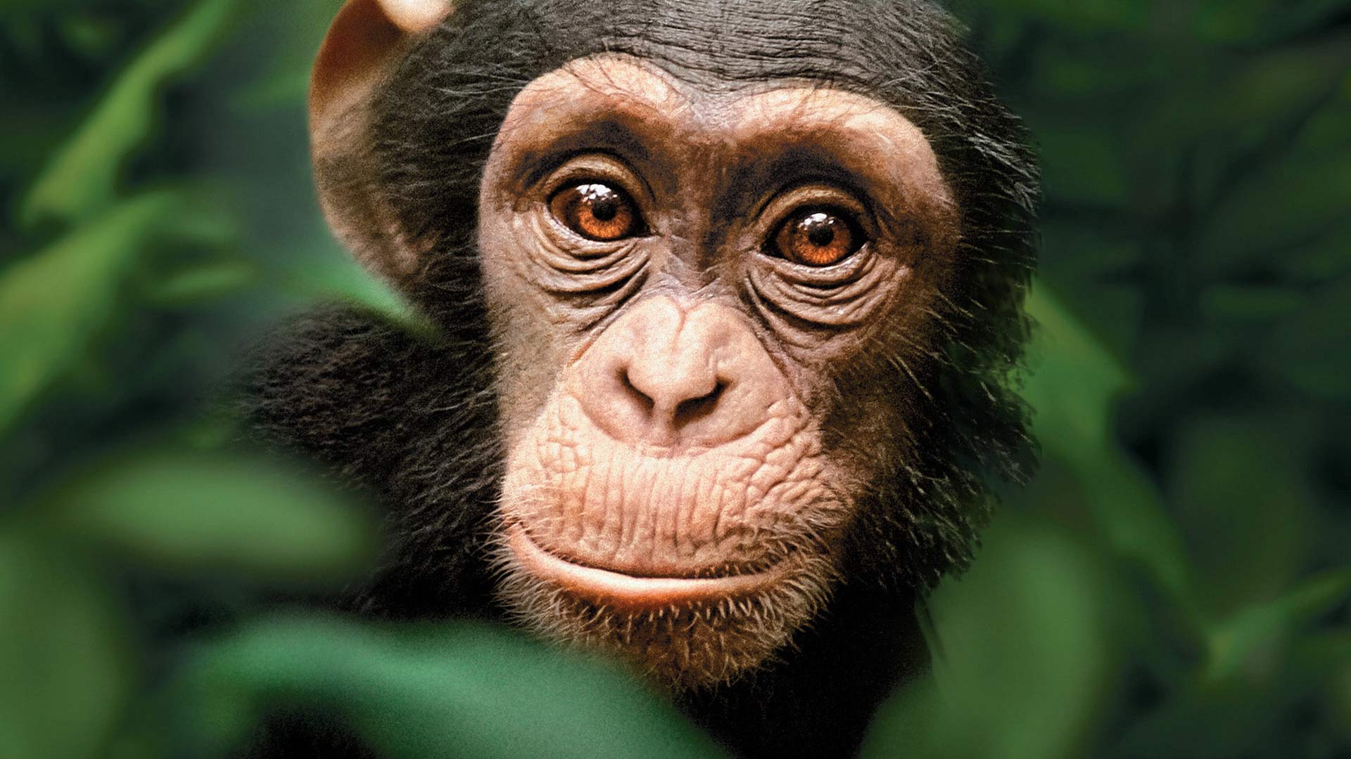 Chimpanzee on Disney+ Iraq | English German Spanish Castilian (European ...