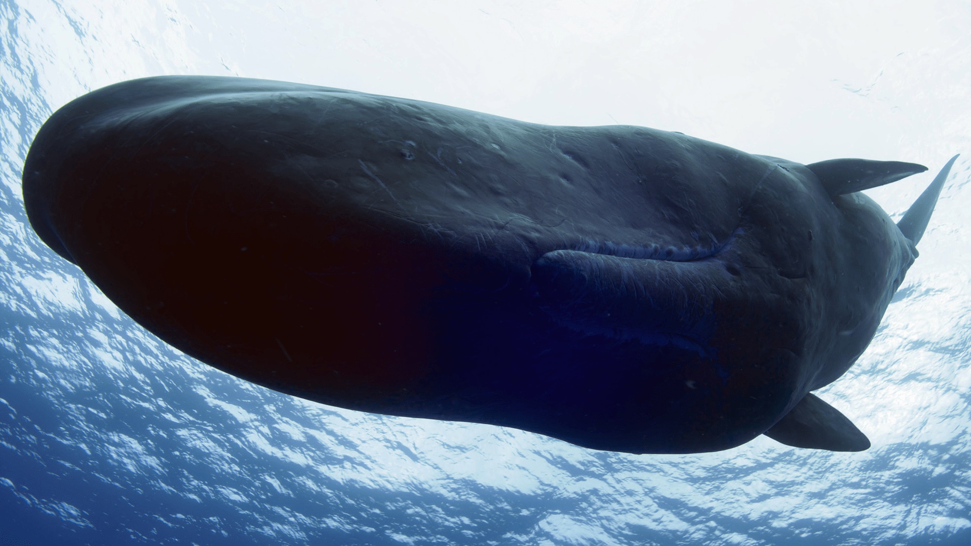 Watch OceanXplorers S1 Episode 2 on Disney+