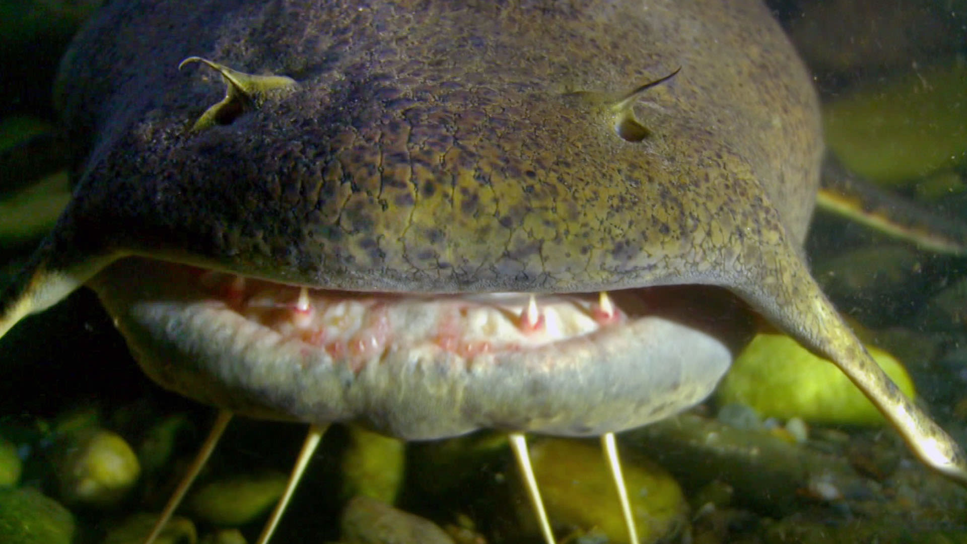 Watch Monster Fish Compilations S1 Episode 1 on JioHotstar