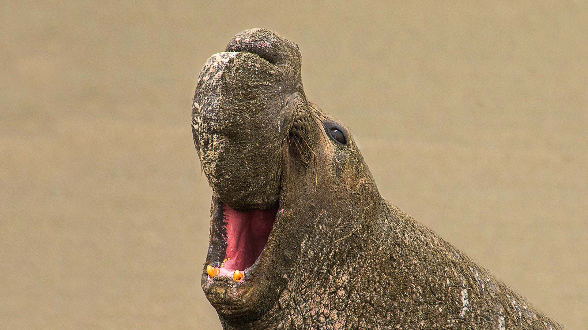 Big Sur: Wild California - Disney+