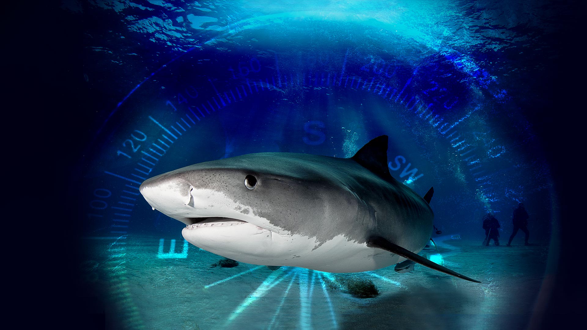 Sharks Of The Bermuda Triangle on Disney+ Israel | Arabic (Modern ...