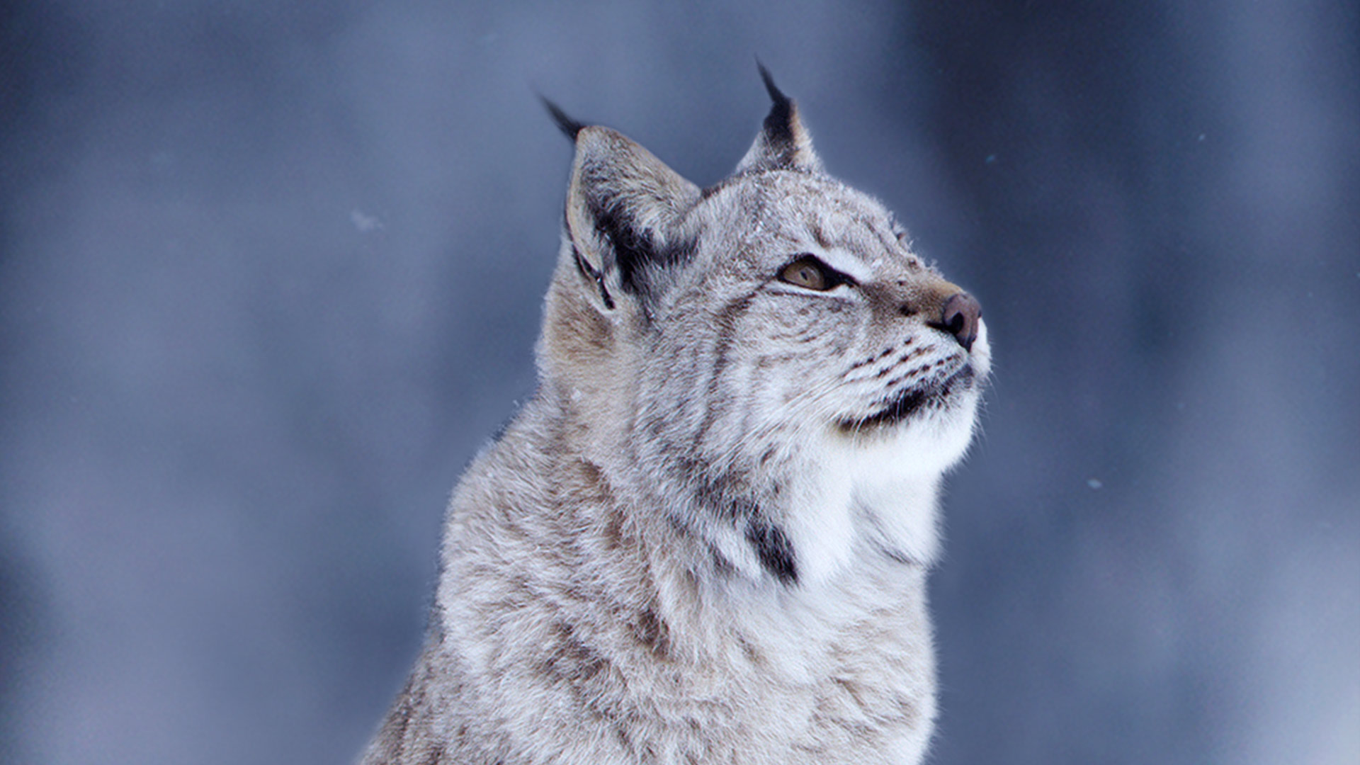 Wild Nordic - Disney+