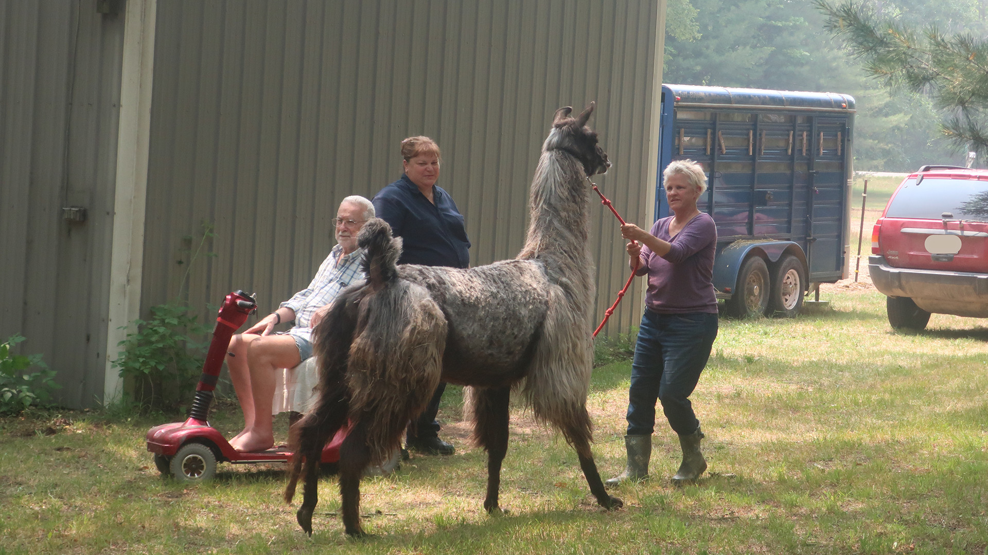 Watch The Incredible Dr. Pol S24 Episode 1 on Disney+
