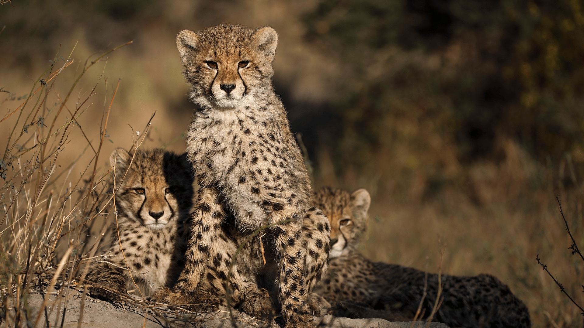 Watch Savage Kingdom S3 Episode 1 On Disney South Africa English