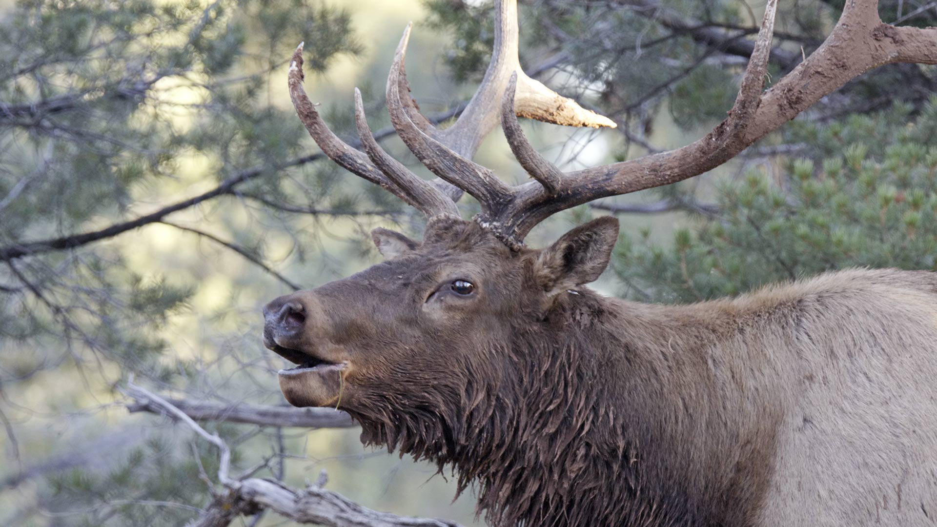 Stream Grand Canyon Season 1 Episode 1 – Grand Canyon on Disney+ Hotstar