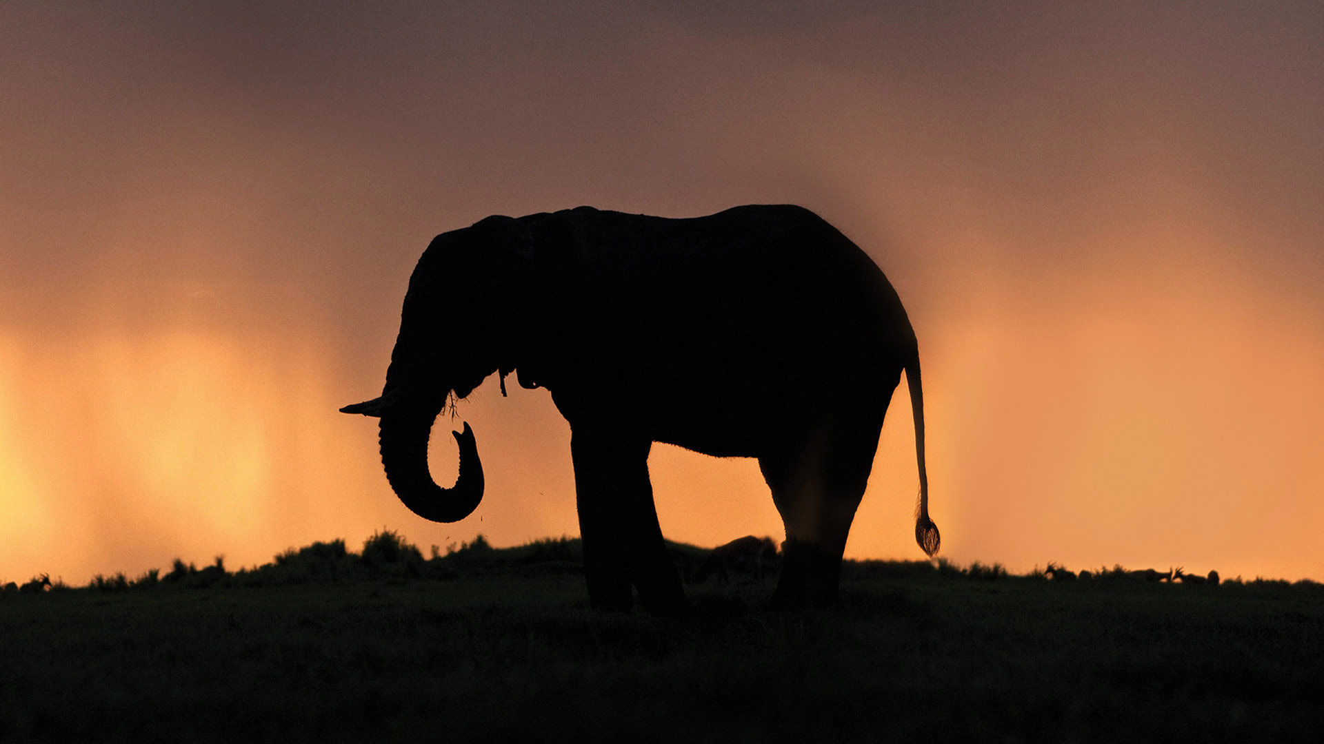 Watch Soul of the Elephant - Disney+ Hotstar