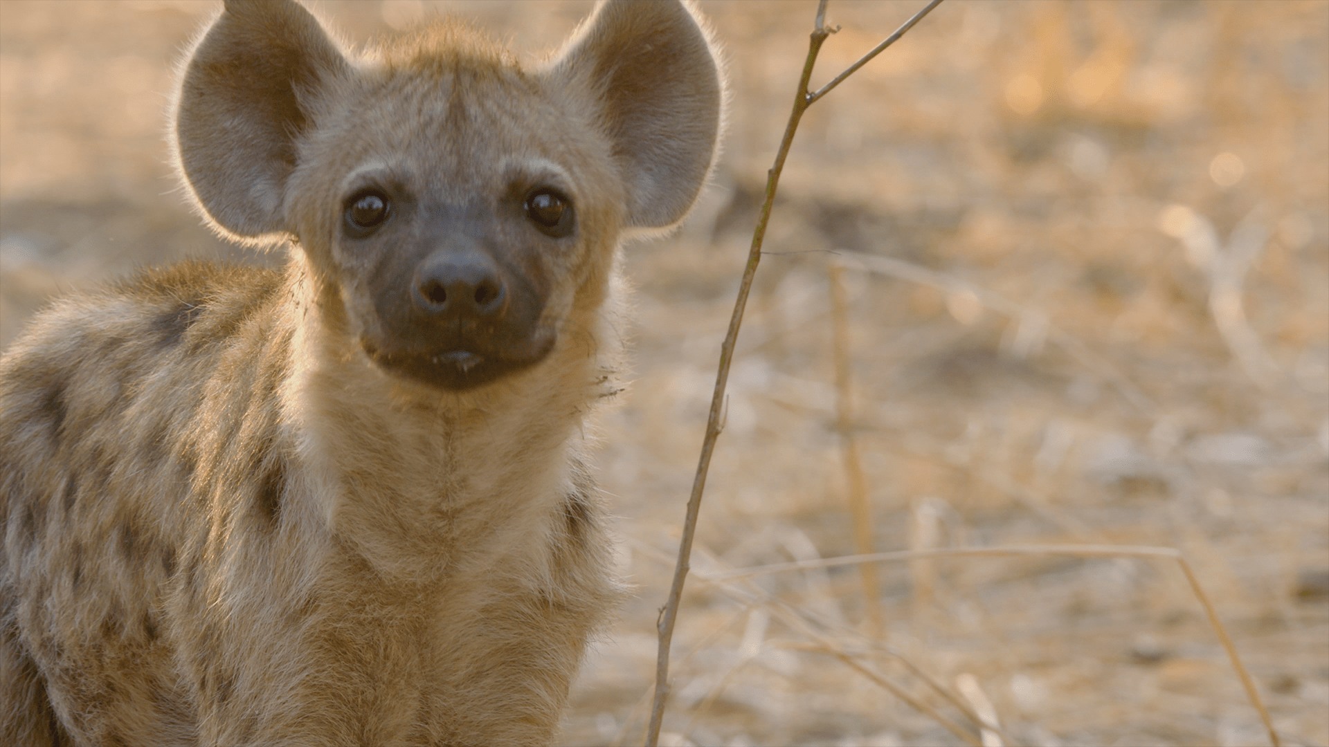 Africa's Hunters - Disney+