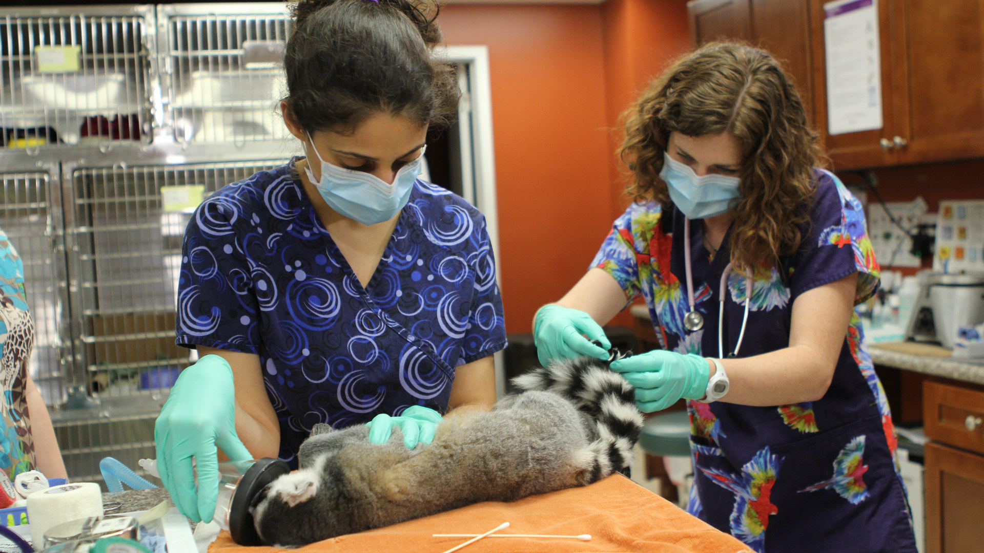 Dr. K's Exotic Animal ER - Disney+