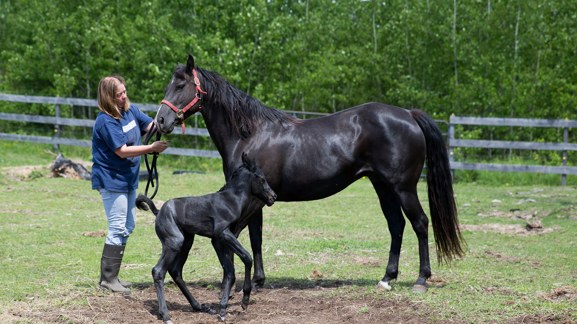 Watch The Incredible Dr. Pol S4 Episode 6 on Disney+ South Africa ...