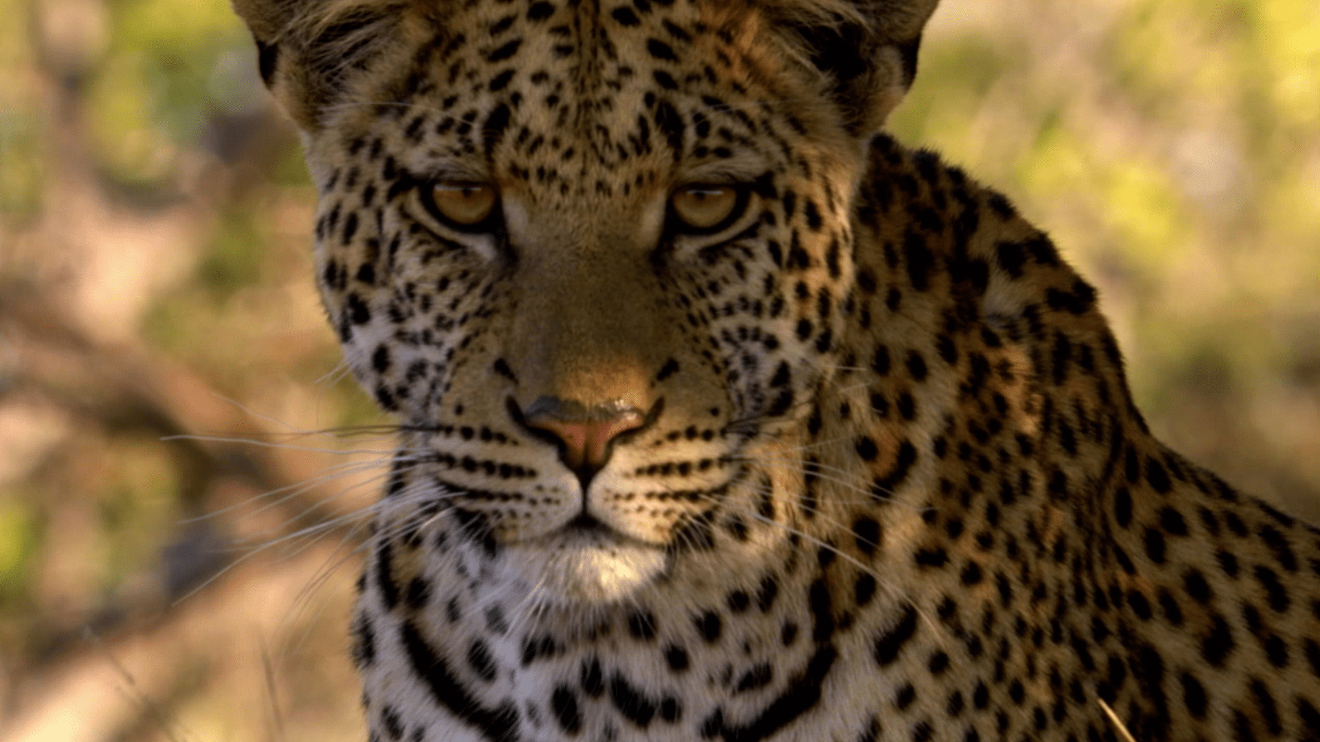 Watch Animal Fight Night S4 Episode 3 on Disney+ United Arab Emirates ...