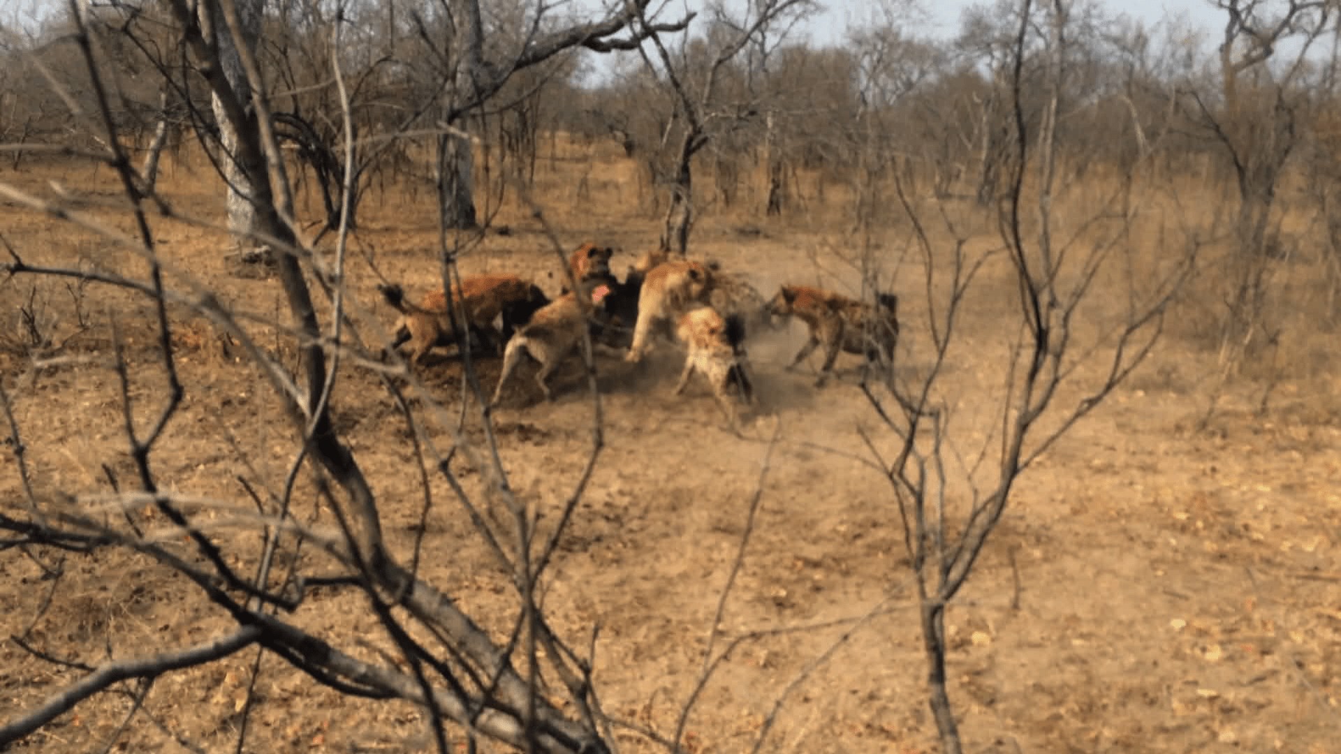 Watch Animal Fight Night S4 Episode 4 on Disney+ Kuwait | English ...