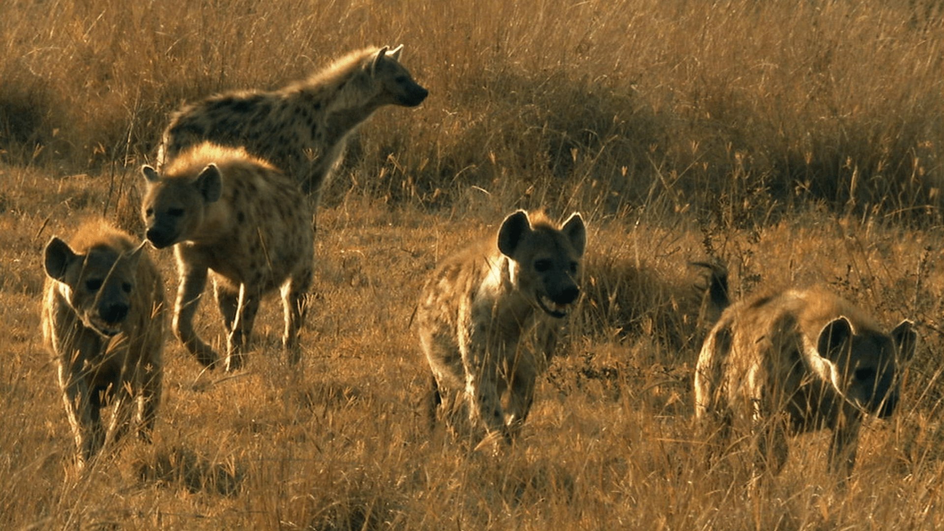 Watch Animal Fight Club S4 Episode 5 on Disney+ Egypt | English German ...