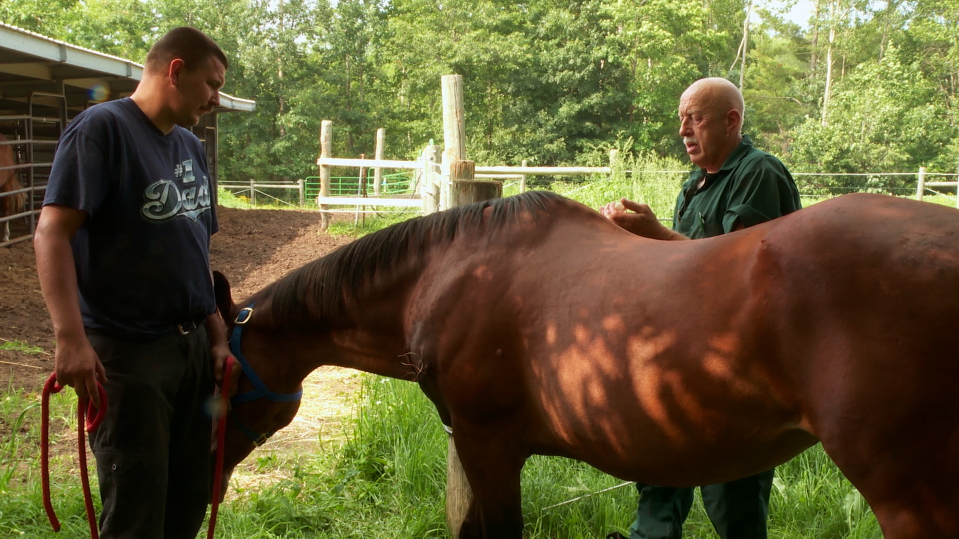Watch The Incredible Dr. Pol S8 Episode 1 on Disney+ South Africa ...
