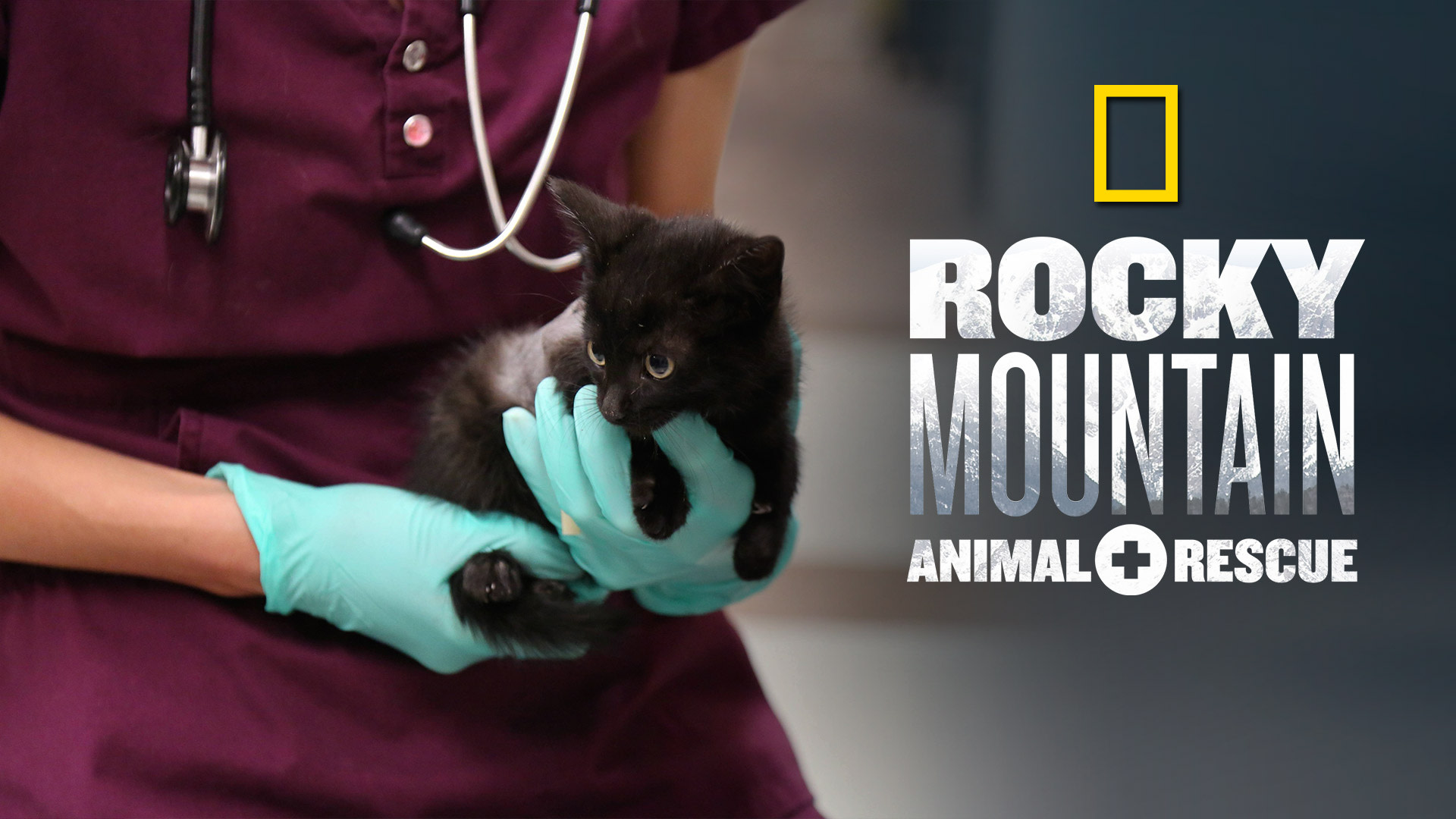 Stream rocky-mountain-animal-rescue TV Show Online | Watcho