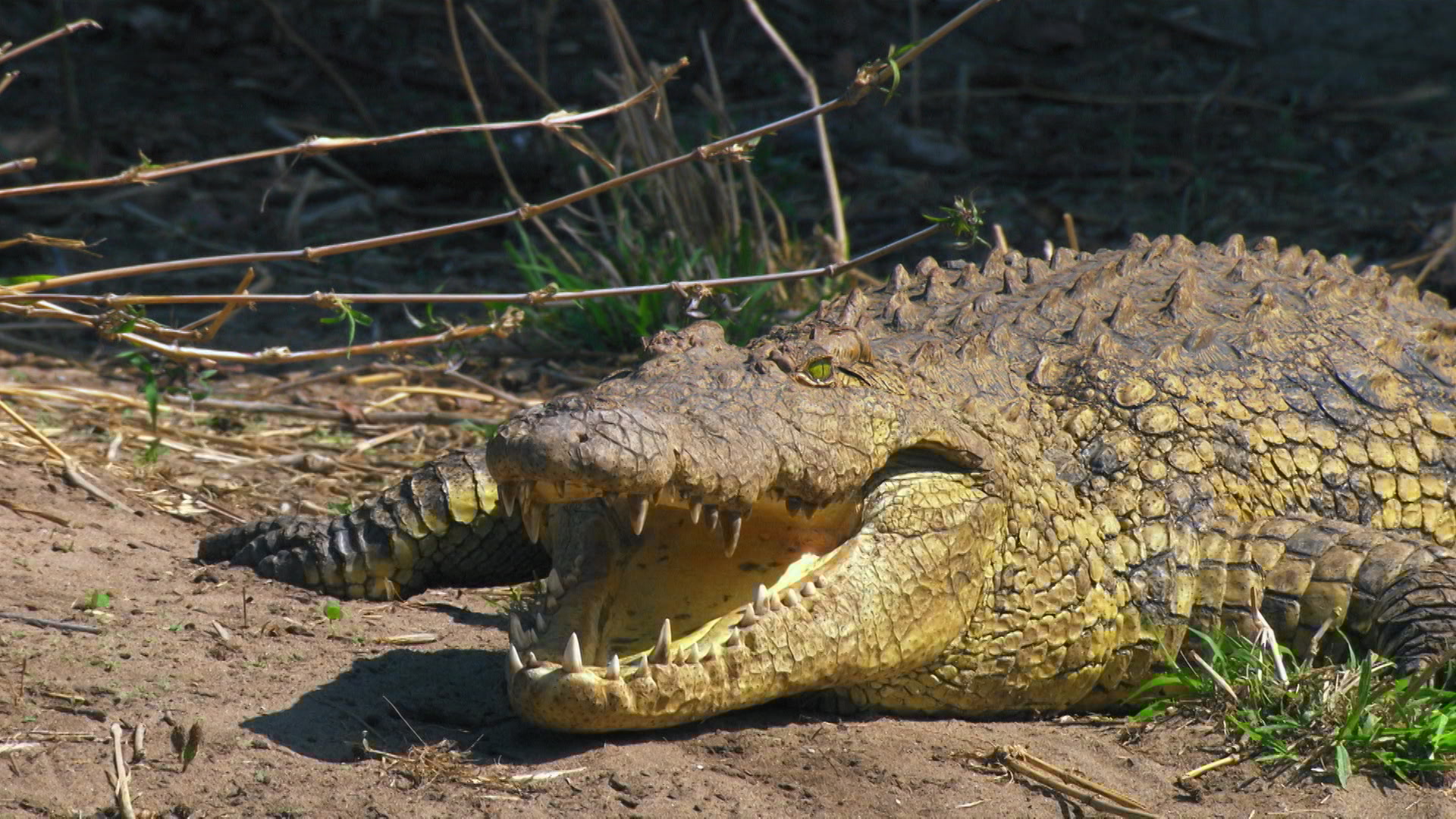 Watch Predator V Prey Episode 2 on JioHotstar