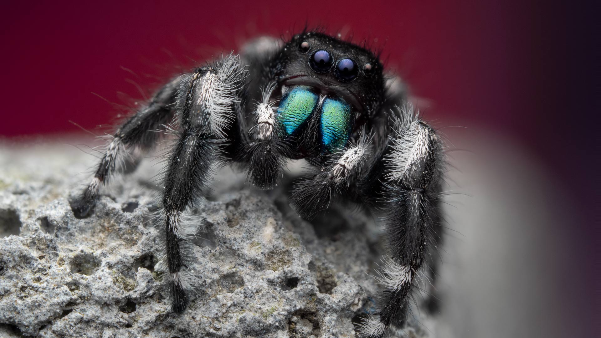 Stream a-real-bugs-life Online | Watcho