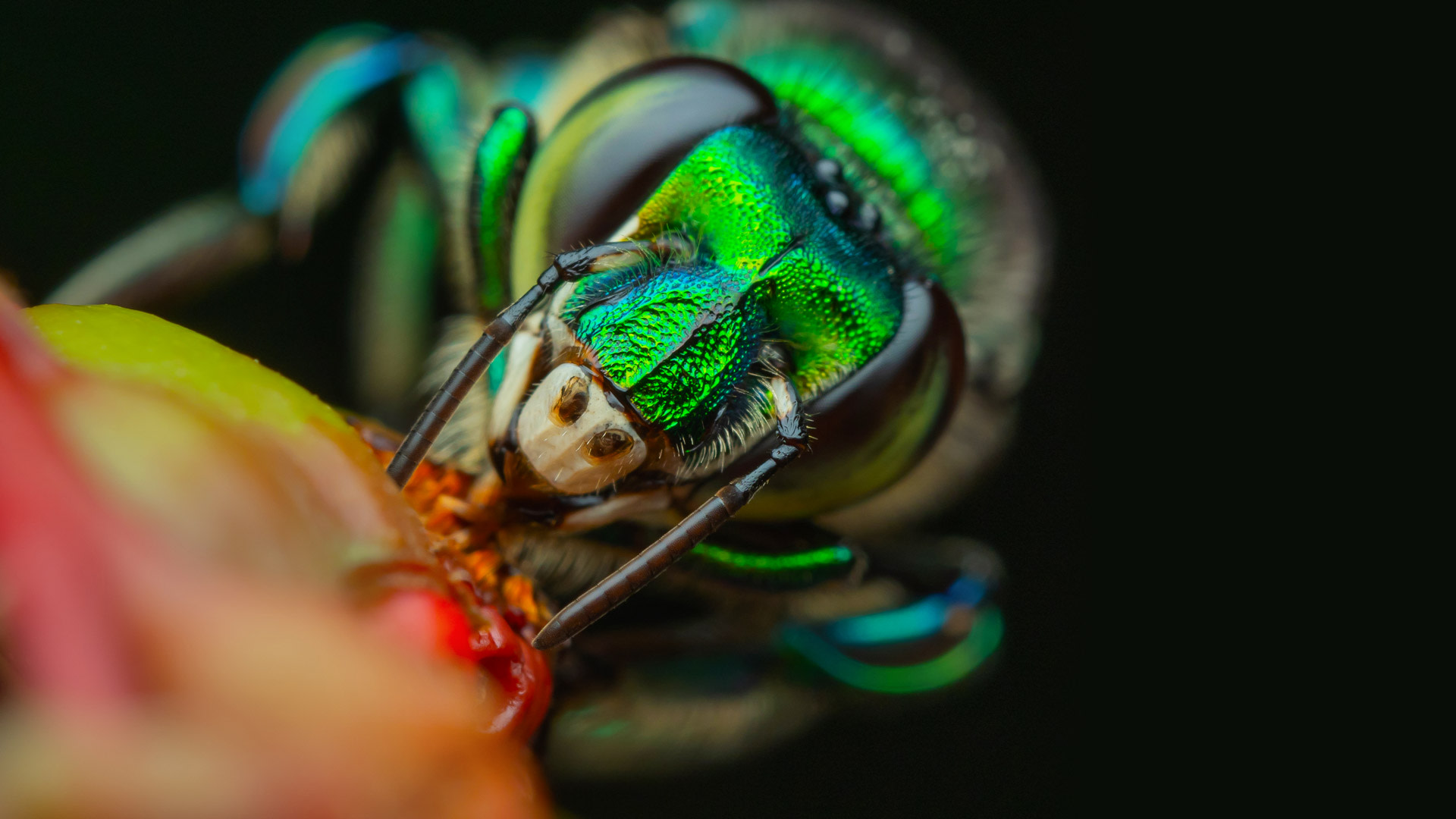 Watch A Real Bug's Life S1 Episode 2 on JioHotstar