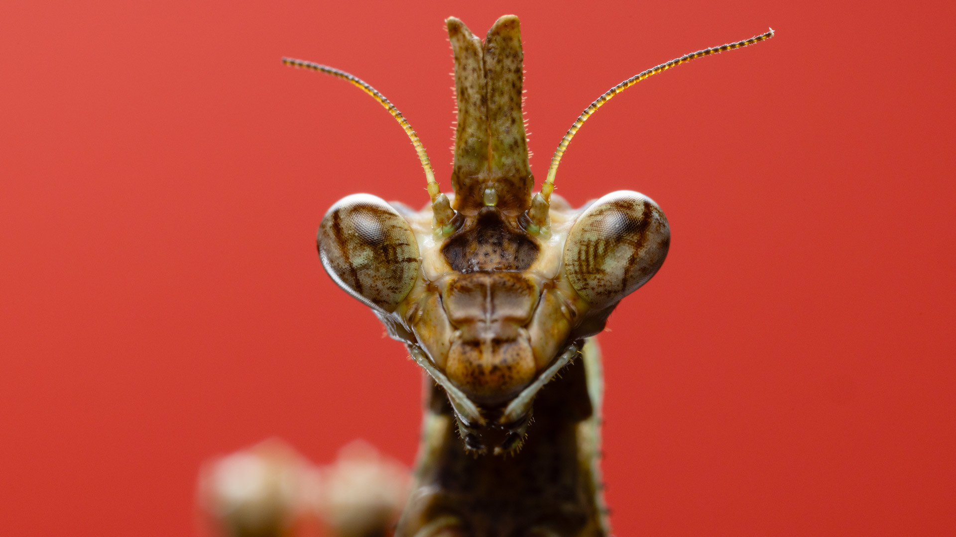 Watch A Real Bug's Life Episode 3 on JioHotstar