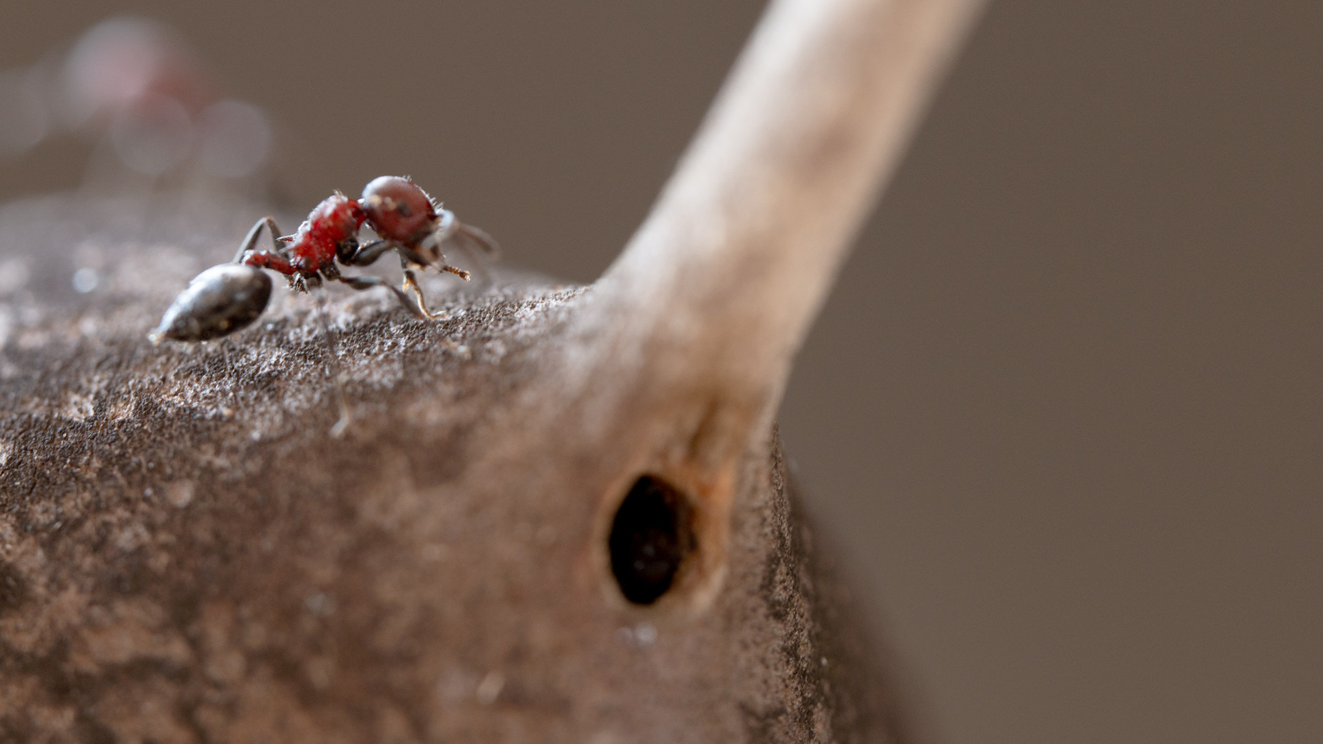 Watch A Real Bug's Life S1 Episode 4 on JioHotstar