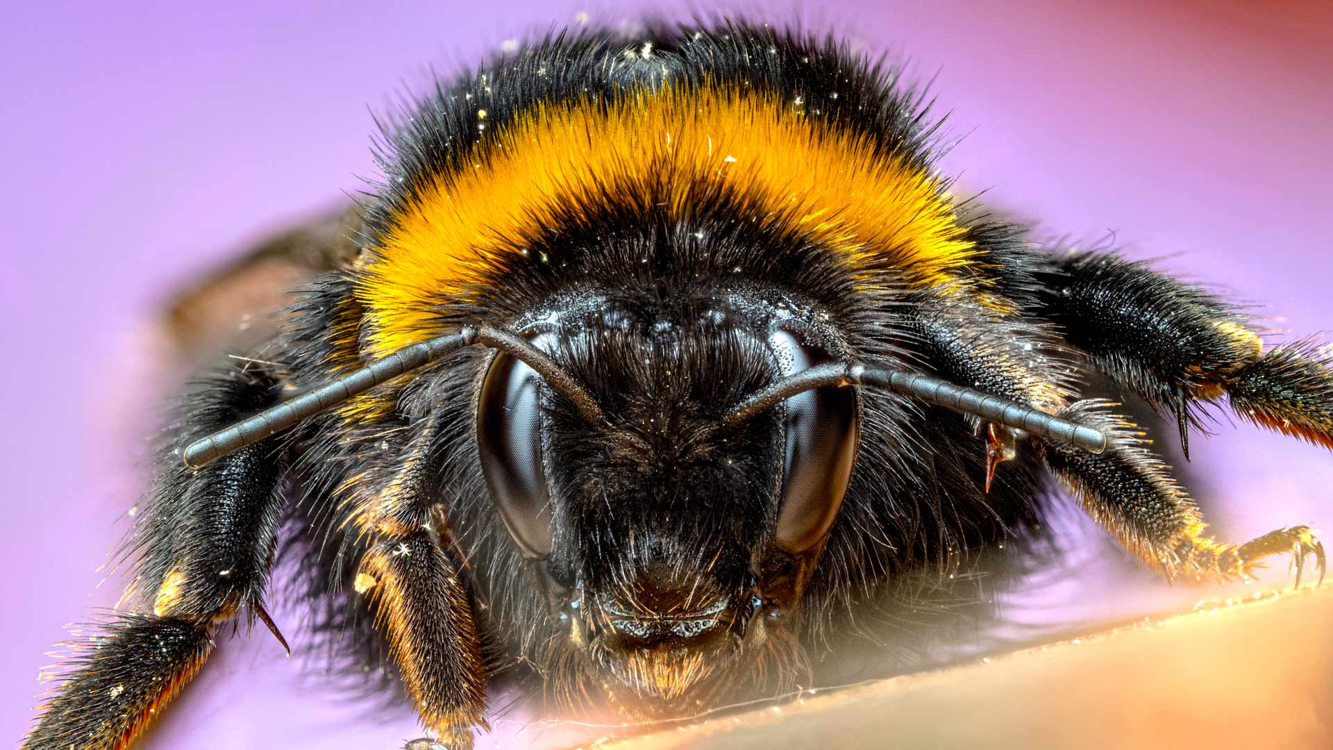 Watch A Real Bug's Life Episode 5 on JioHotstar