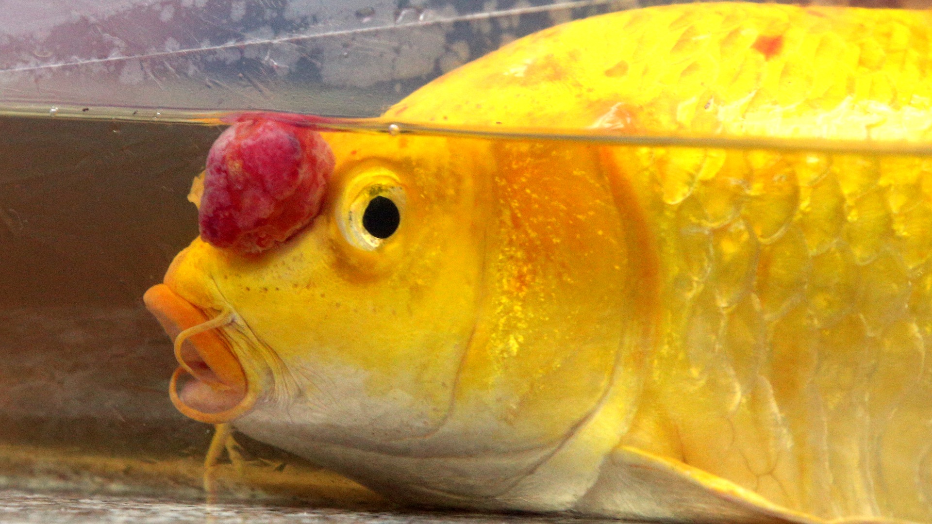 Watch Dr. K's Exotic Animal ER S4 Episode 3 on Disney+ South Africa ...