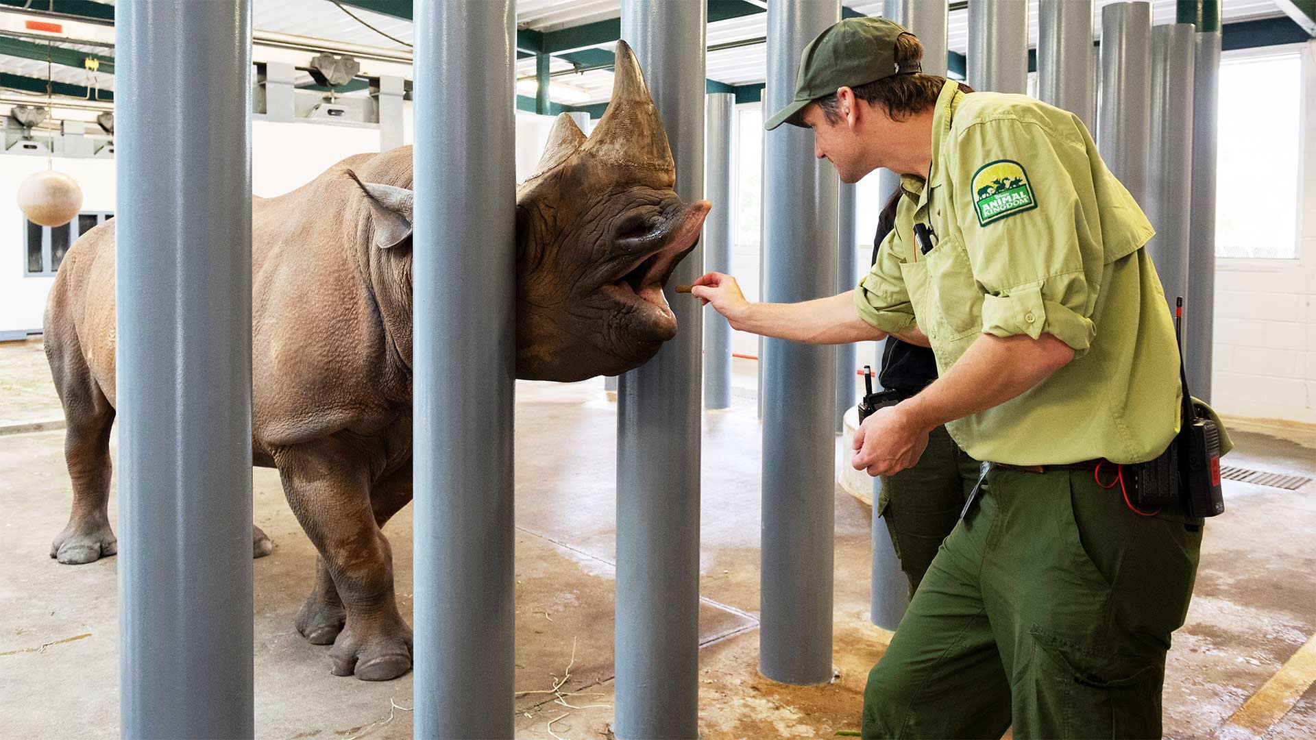 Watch Magic of Disney's Animal Kingdom S1 Episode 5 on JioHotstar