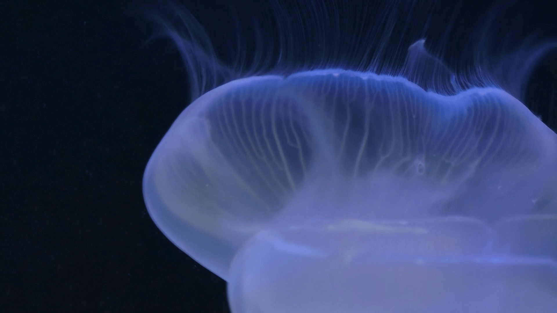 Scuba Sam's World - Disney+