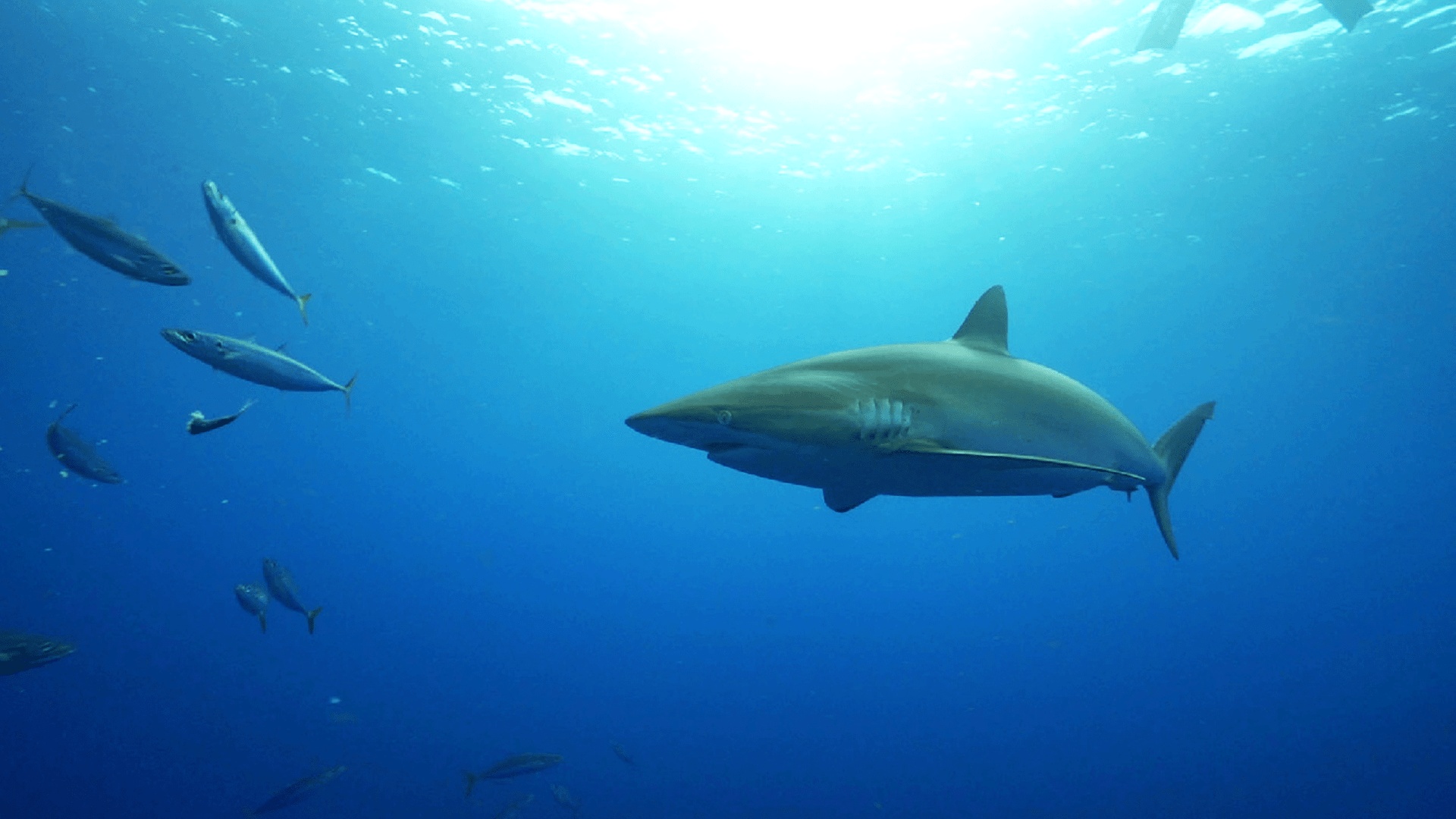 What Sam Sees - Disney+