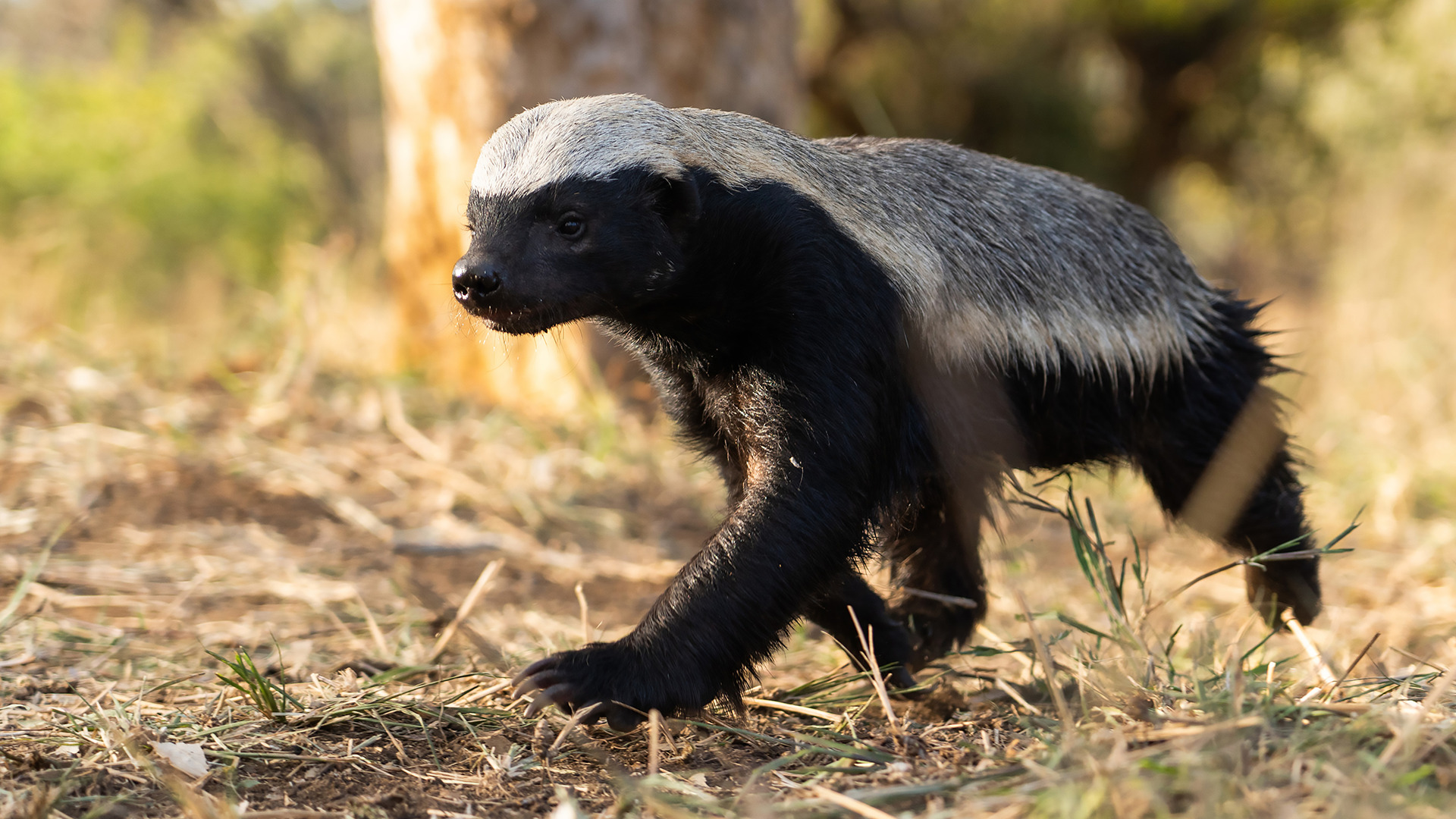 Disney+ | The greatest stories, all in one place