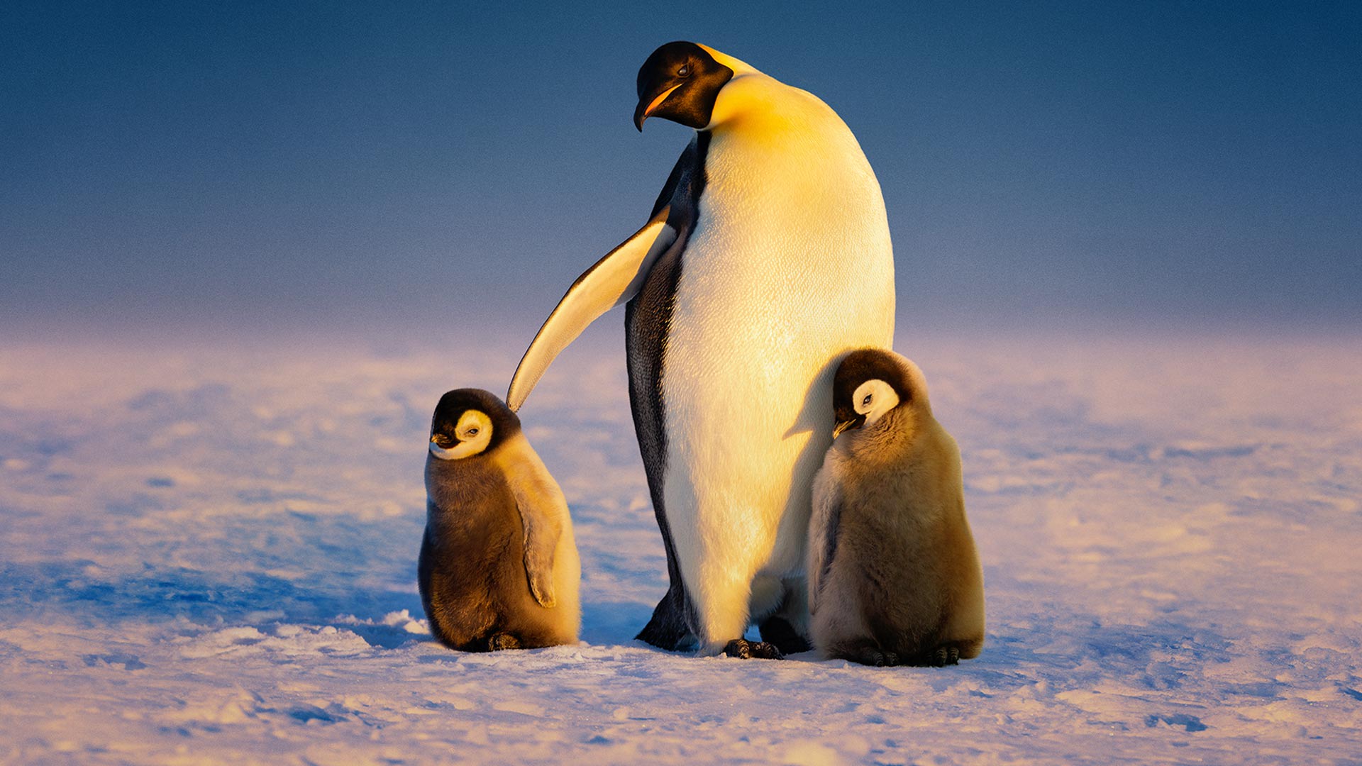 ซีรีส์ Secrets of the Penguins Documentary Adventure รับชมได้เลยบน Disney+