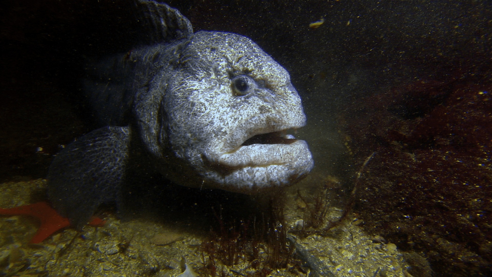 Secret Life of Predators - Disney+