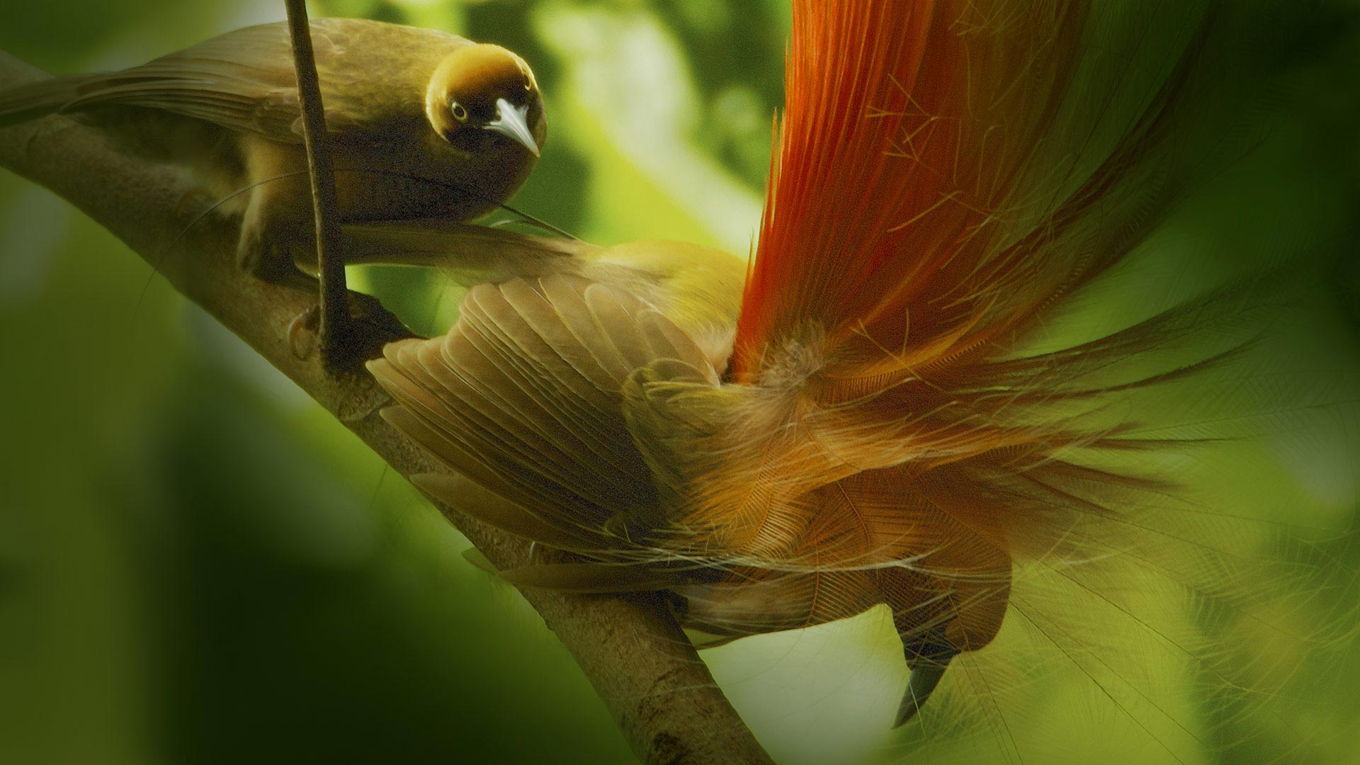 Winged Seduction: Birds of Paradise full movie. Documentary film di ...