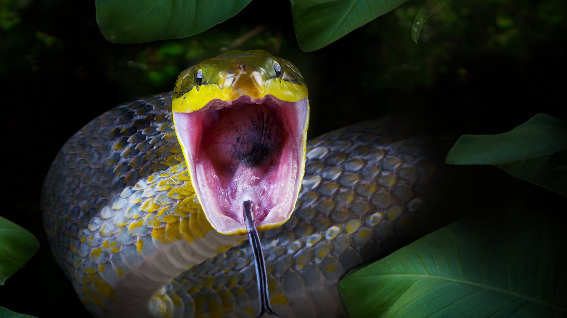 Dangerous Encounters Documentary Series Now Streaming On Disney Hotstar