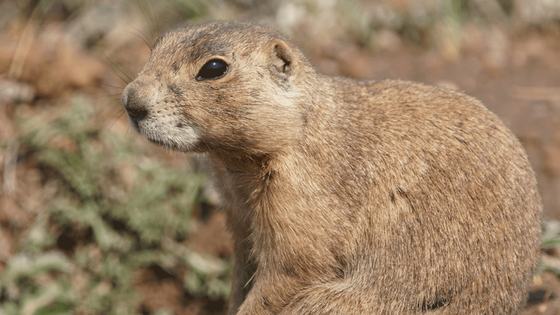 Watch Prairie Dog Manor S1 Episode 7 on Disney+