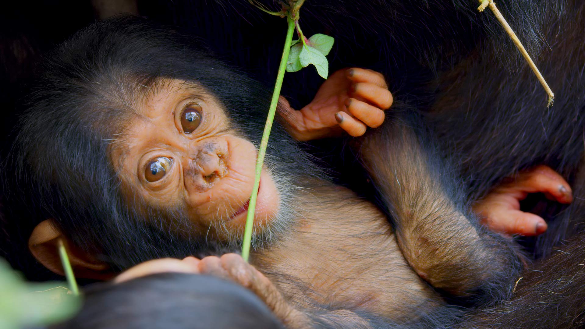 Watch growing-up-animal All Episodes | Watcho